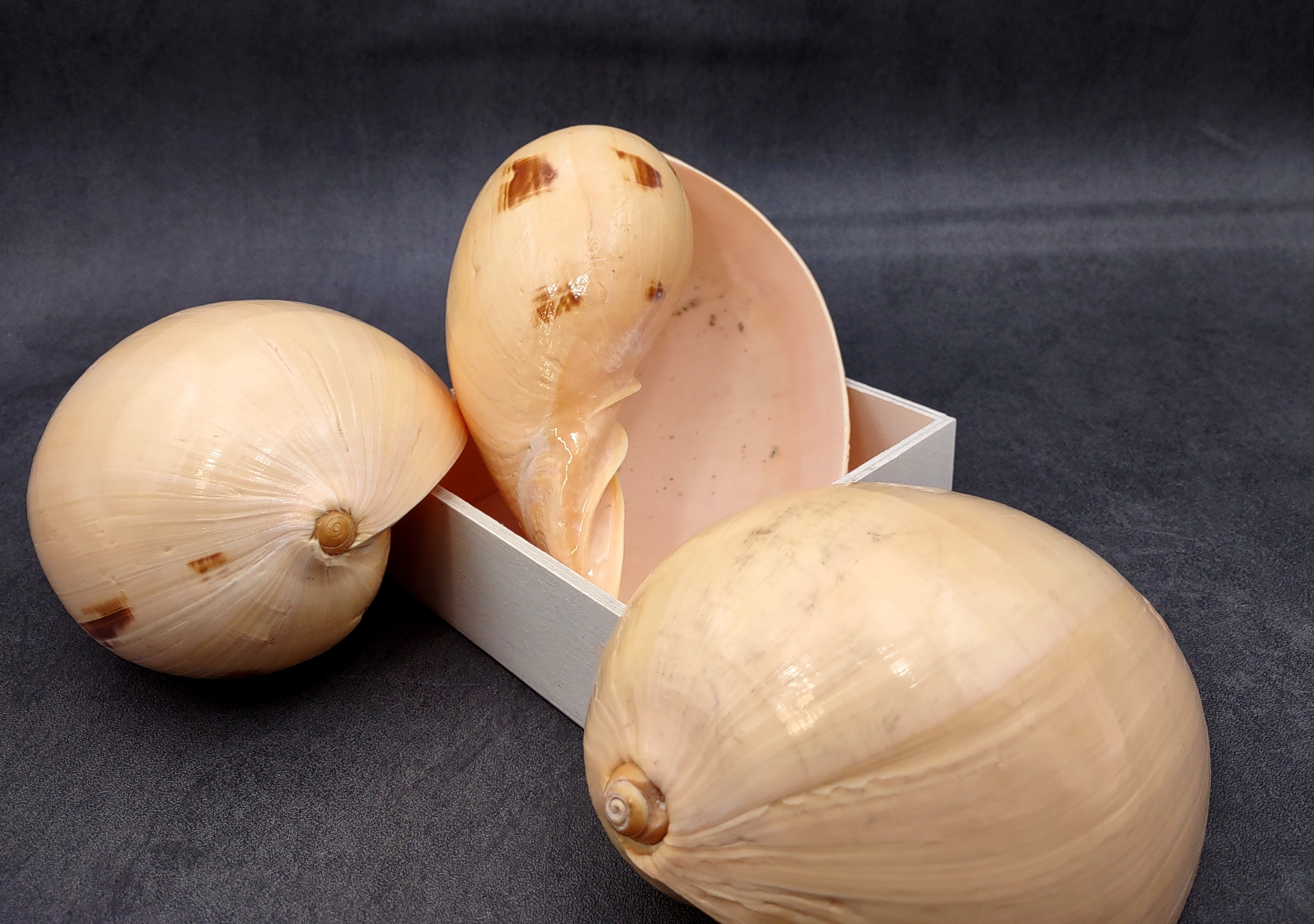 Large Indian Melo Volute Seashell Voluta Melo (1 shell approx. 5 ...