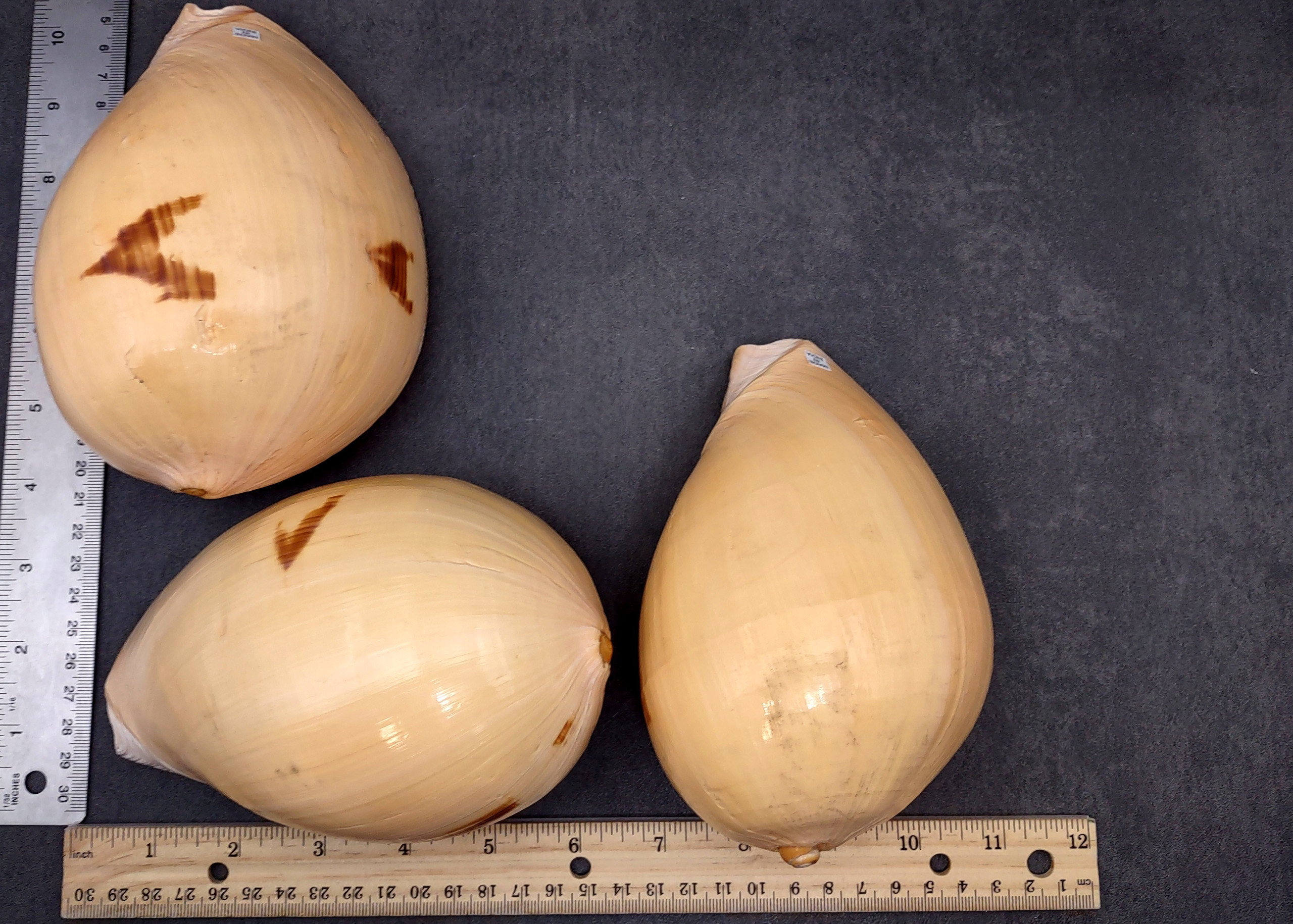 Large Indian Melo Volute Seashell Voluta Melo (1 shell approx. 5 ...