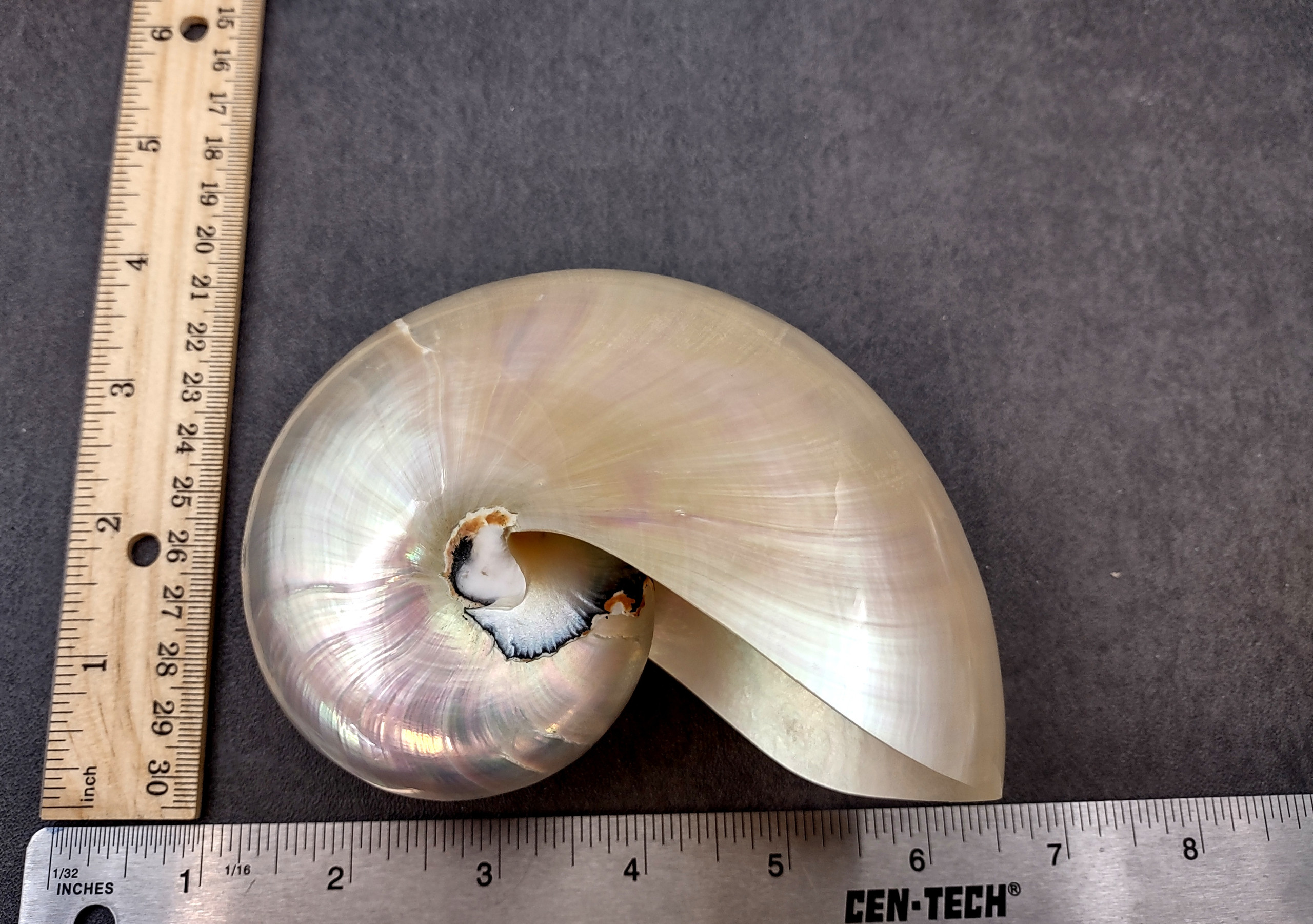 Pearlized Nautilus Seashell Polished Nautilus Pompilius (1 shell approx ...