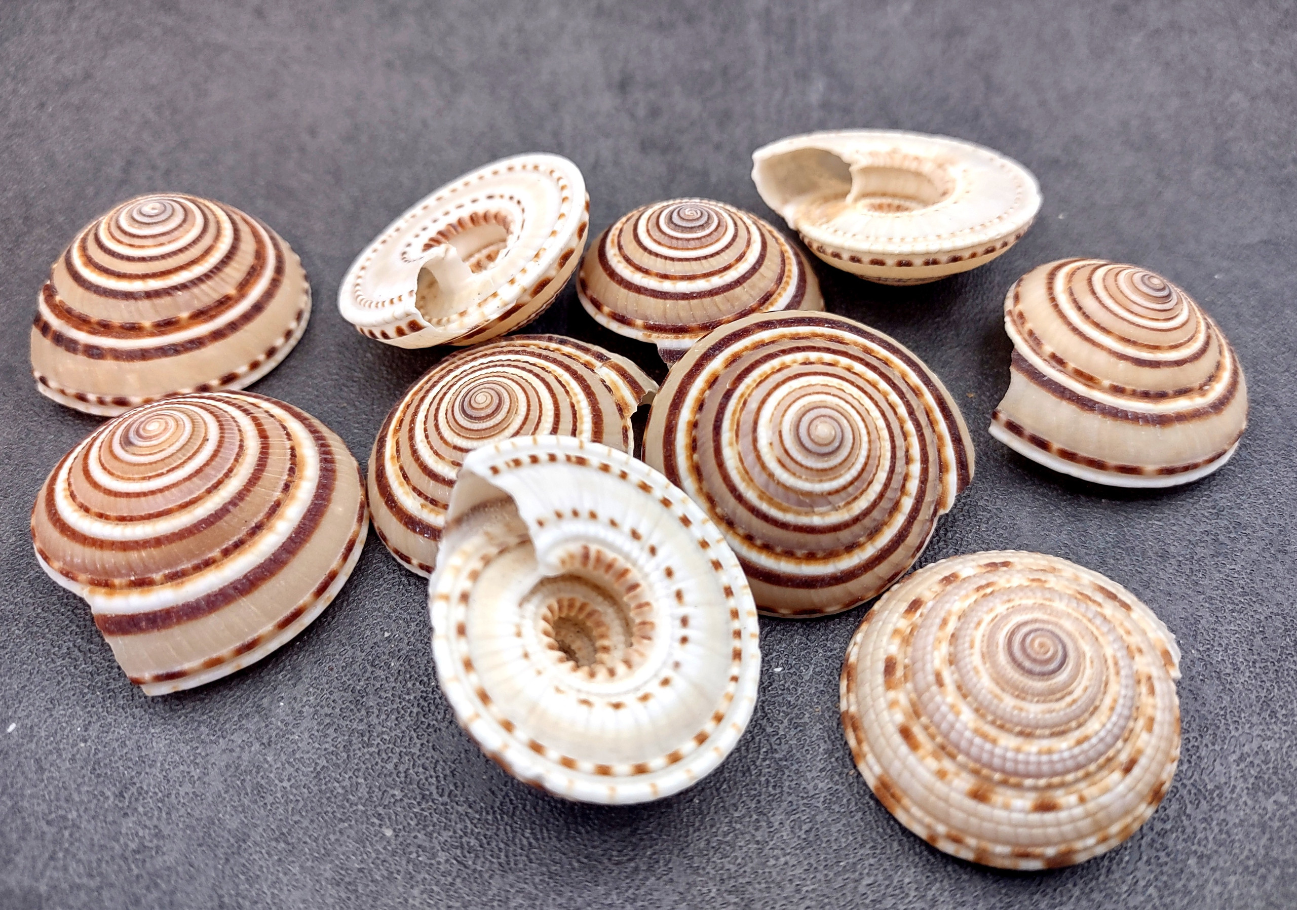 Perspective Sundial Seashells Architectonica Perspectiva (10 shells ...