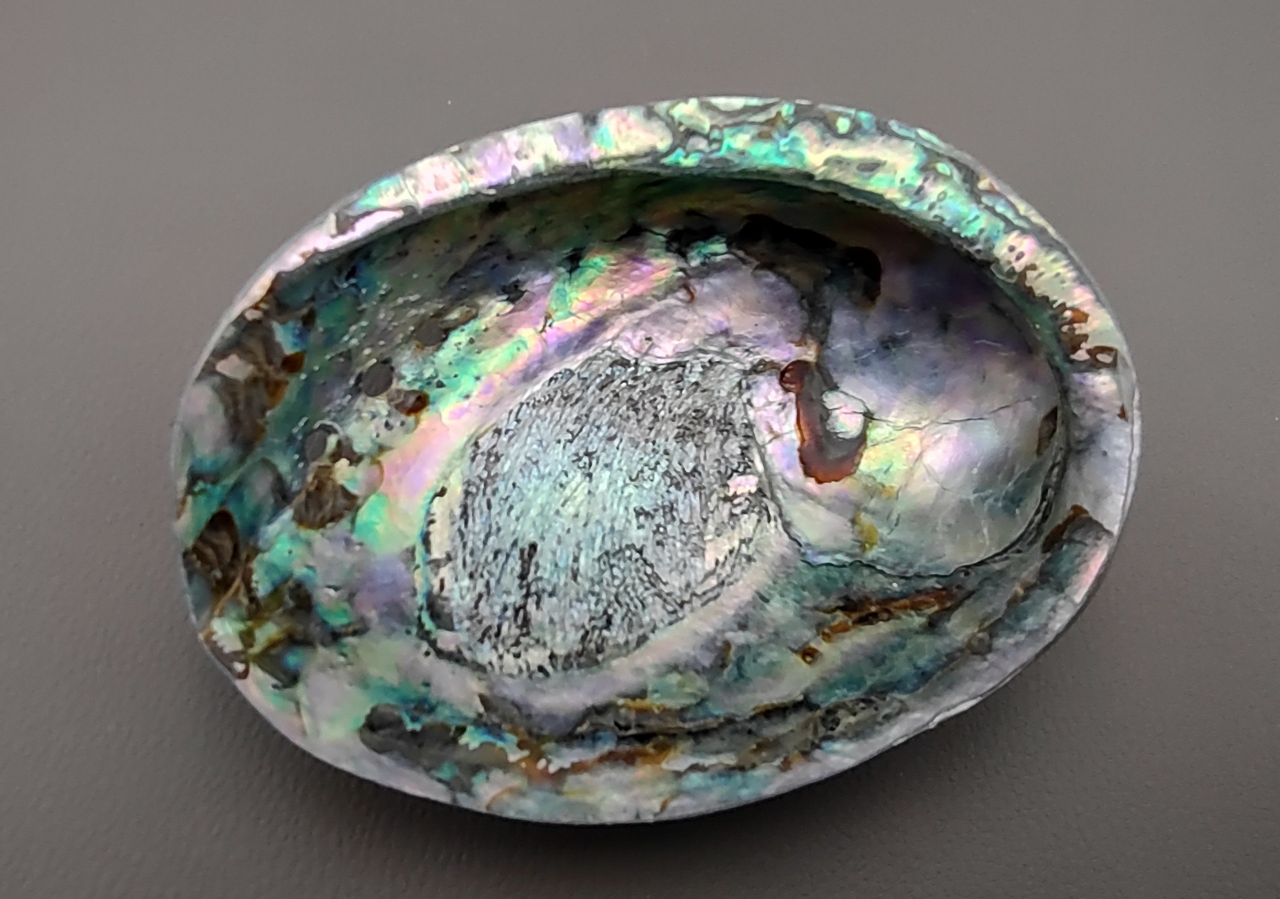 Polished Green Paua Abalone Seashell Haliotis Iris (1 shell approx. 4.5 ...