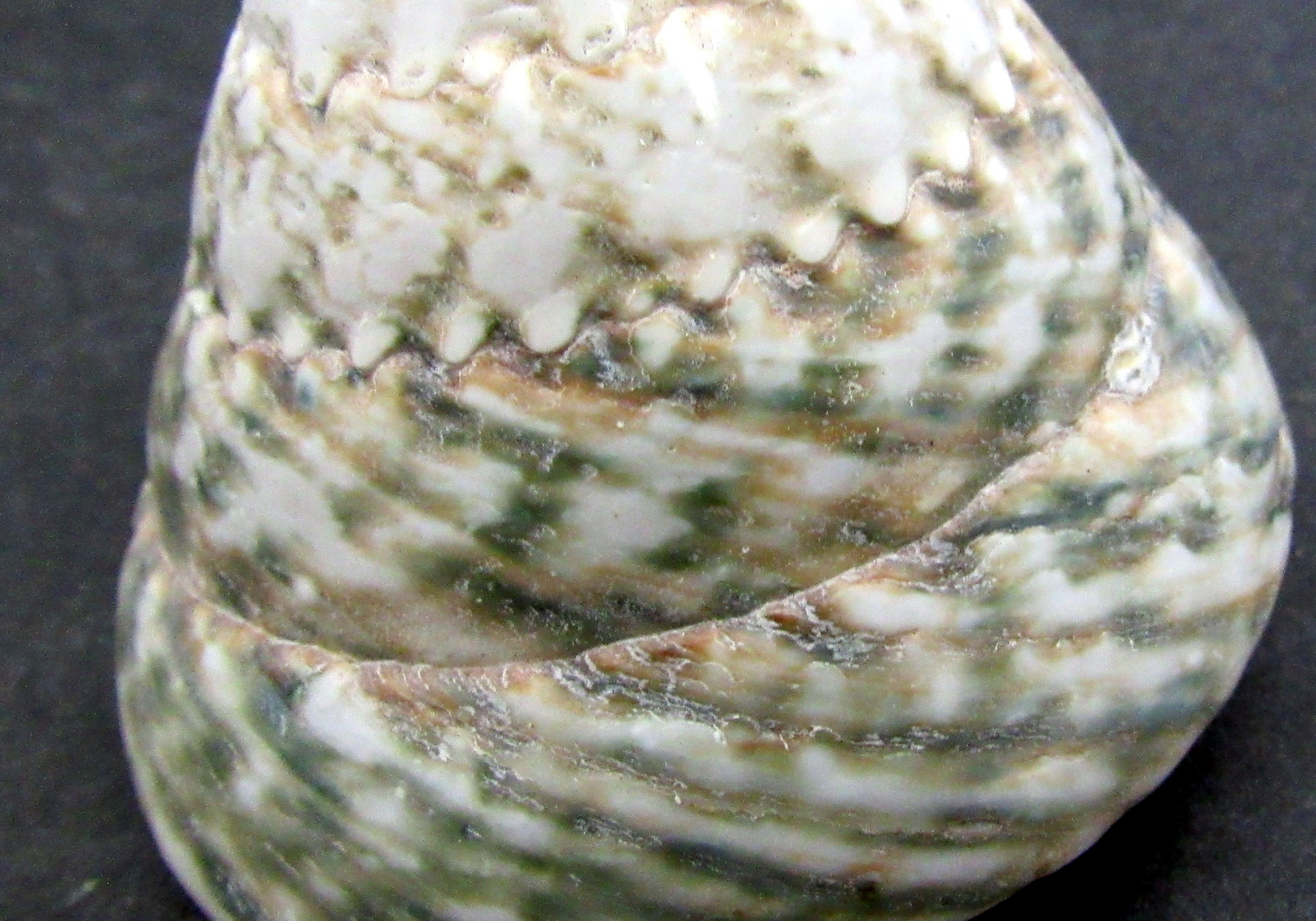 Elongated Troca Seashell Trochus Maculatus (1 shell approx. 2+ inches ...