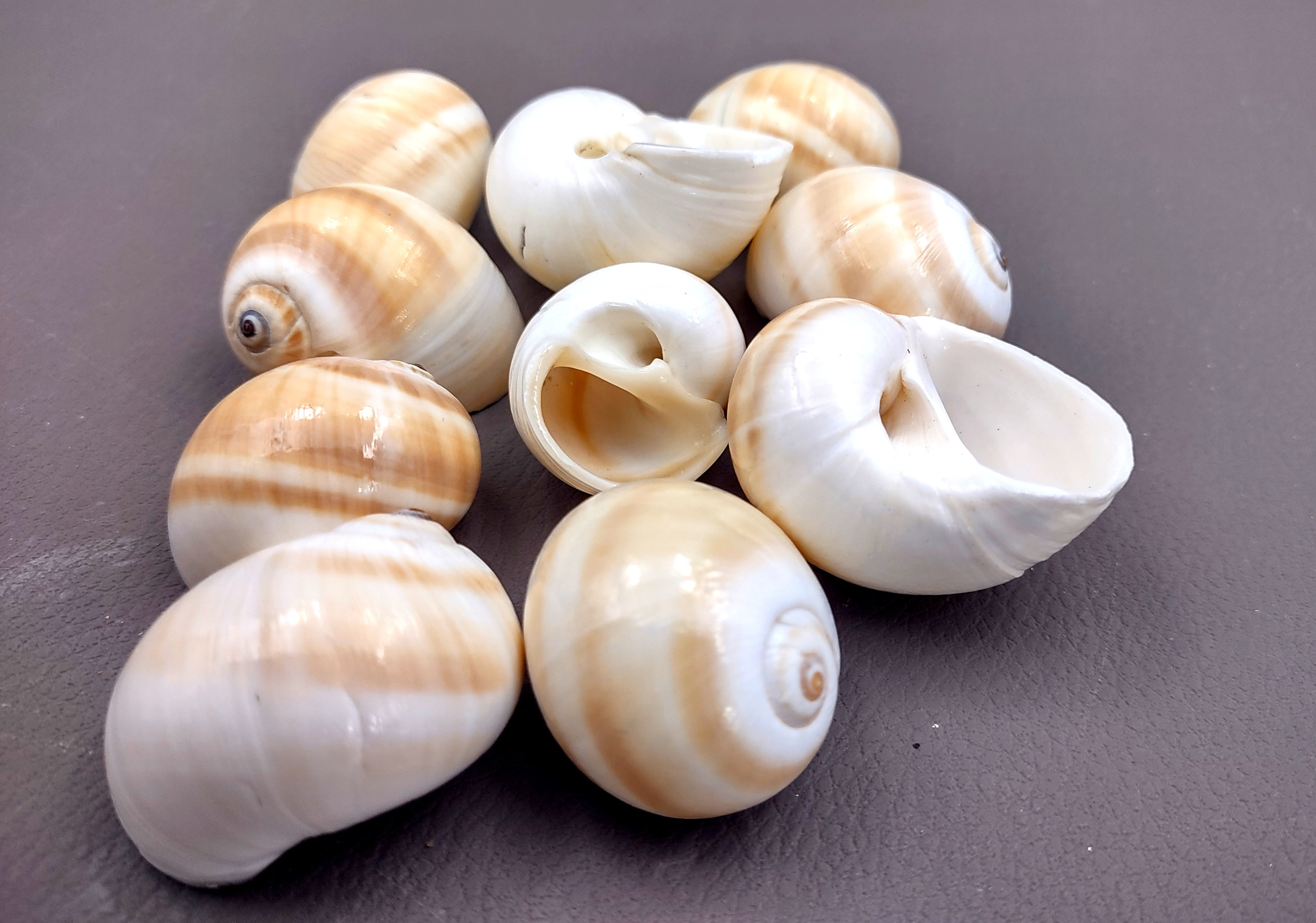 Shark Eye Moon Seashells White Tan Polinices Duplicatus (10 shells ...