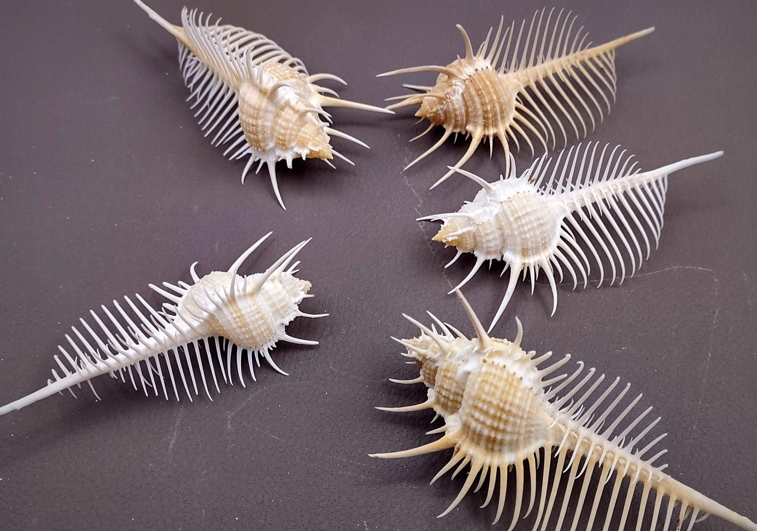 Venus Comb Murex Seashell Murex Pecten (1 shell approx. 3.5+ inches ...