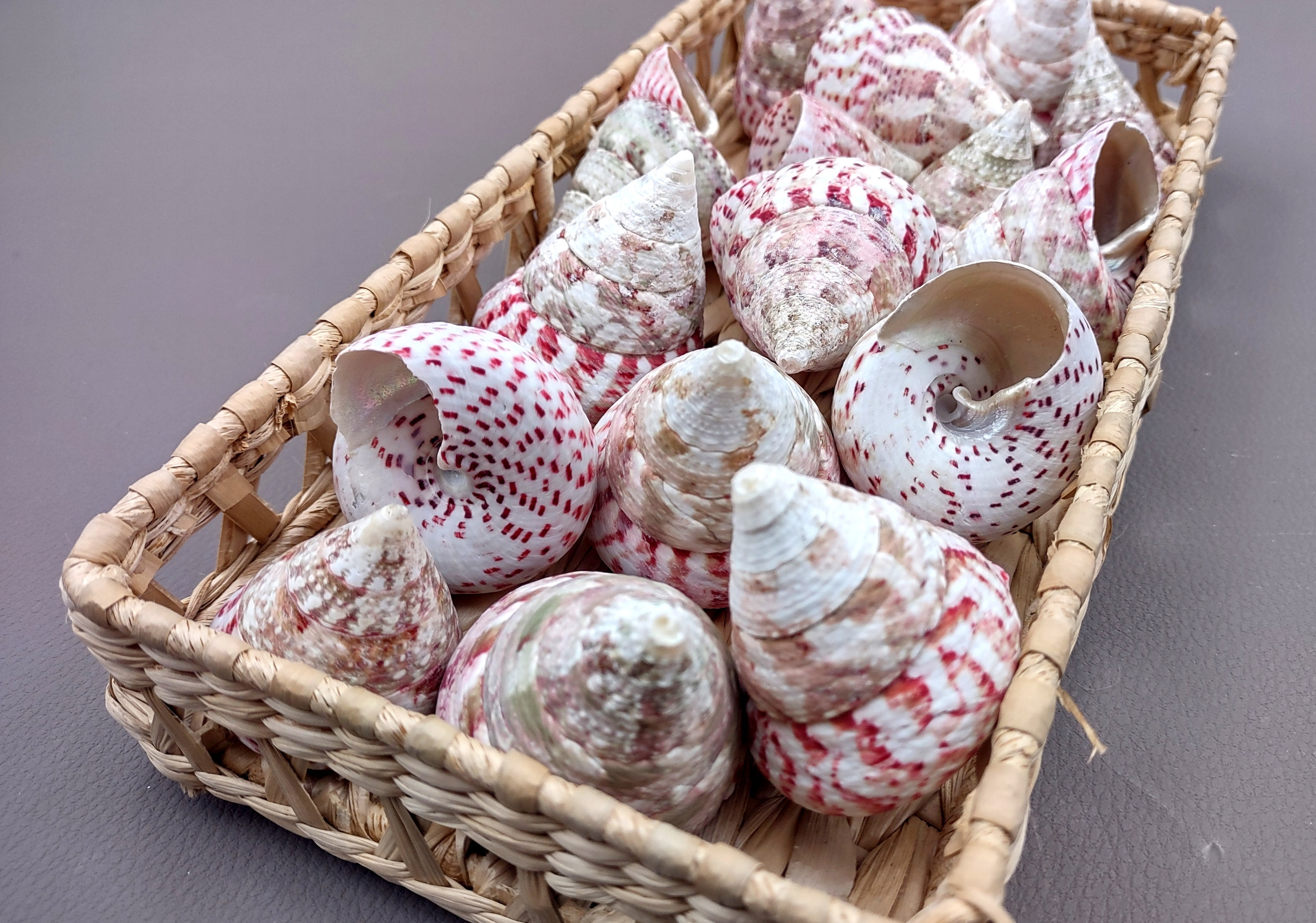 Strawberry Trochus Seashells Red White Rochia Conus (4 shells approx. 1 ...