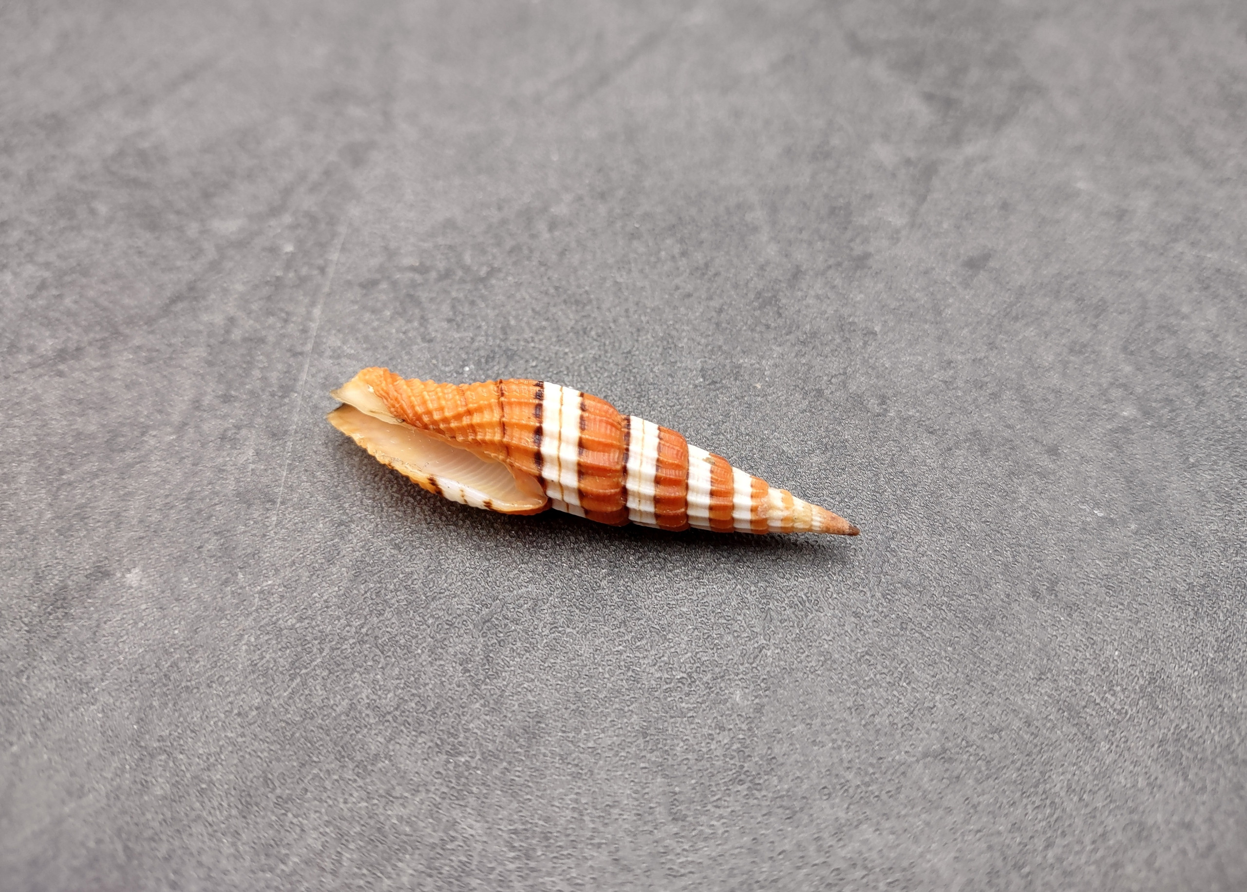 Queen Miter Seashell Mitra Compressum (1 shell approx. 1.75+ inches ...