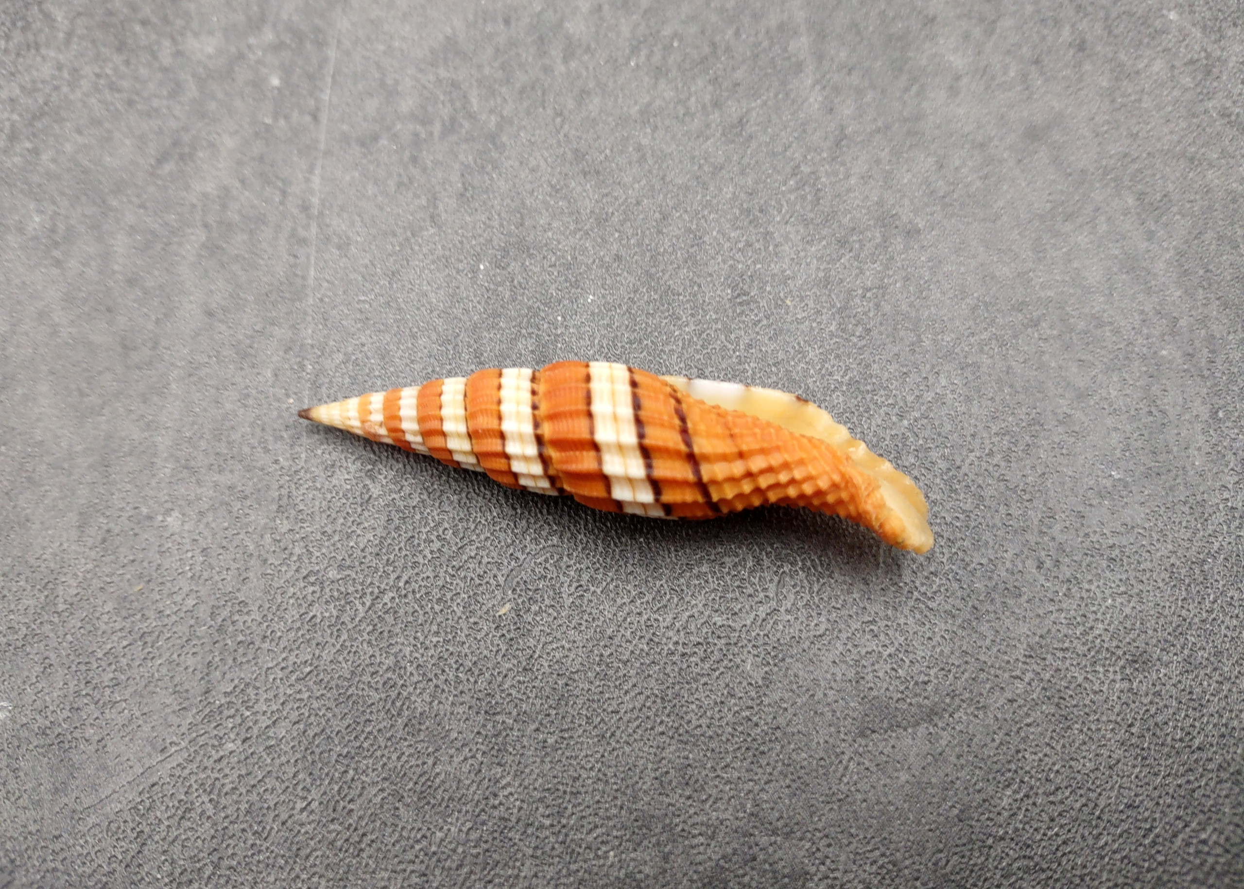 Queen Miter Seashell Mitra Compressum (1 shell approx. 1.75+ inches ...