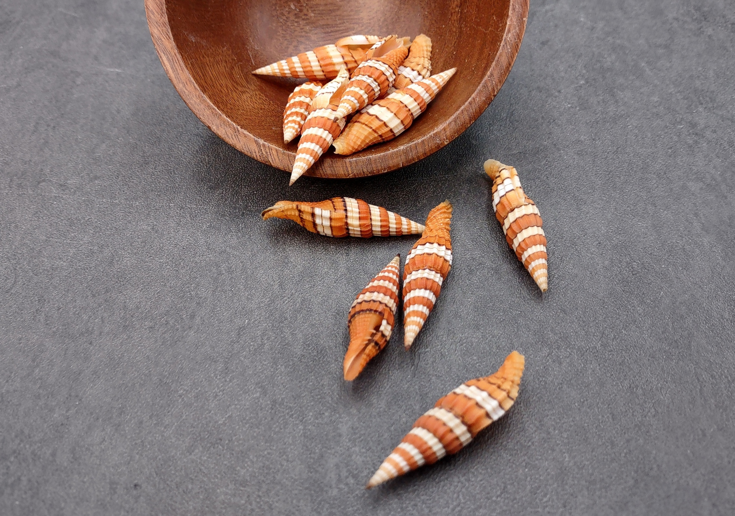 Queen Miter Seashell Mitra Compressum (1 shell approx. 1.75+ inches ...