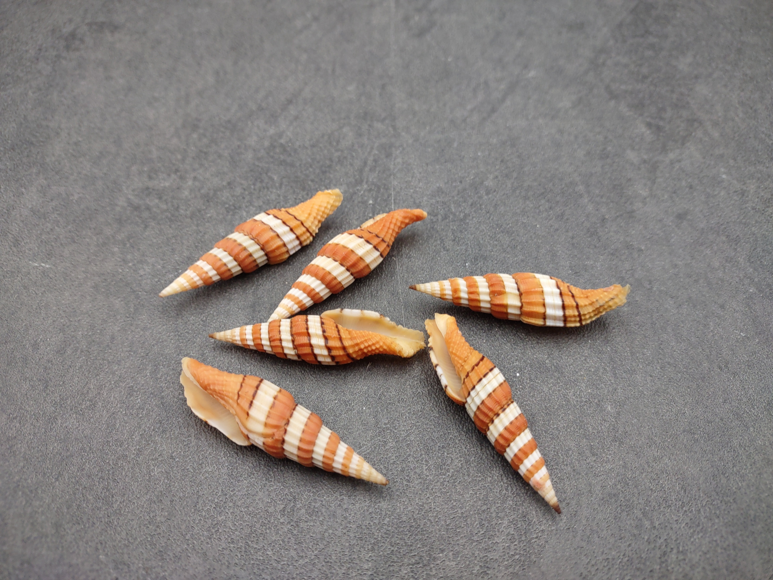 Queen Miter Seashell Mitra Compressum (1 shell approx. 1.75+ inches ...