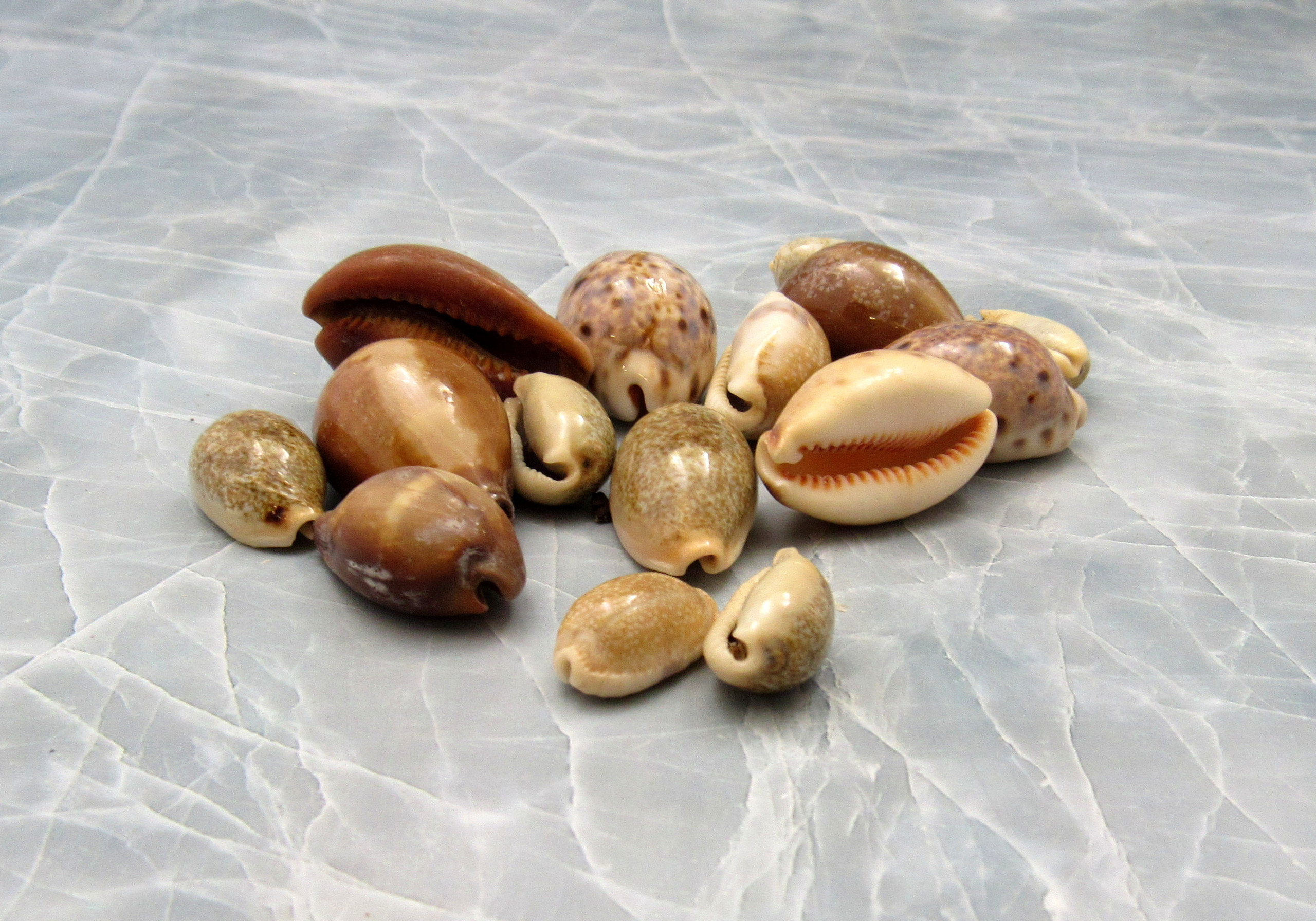 Cowrie Seashells Assorted Mix (Half cup approx. 10+ shells 0.75+ inches ...