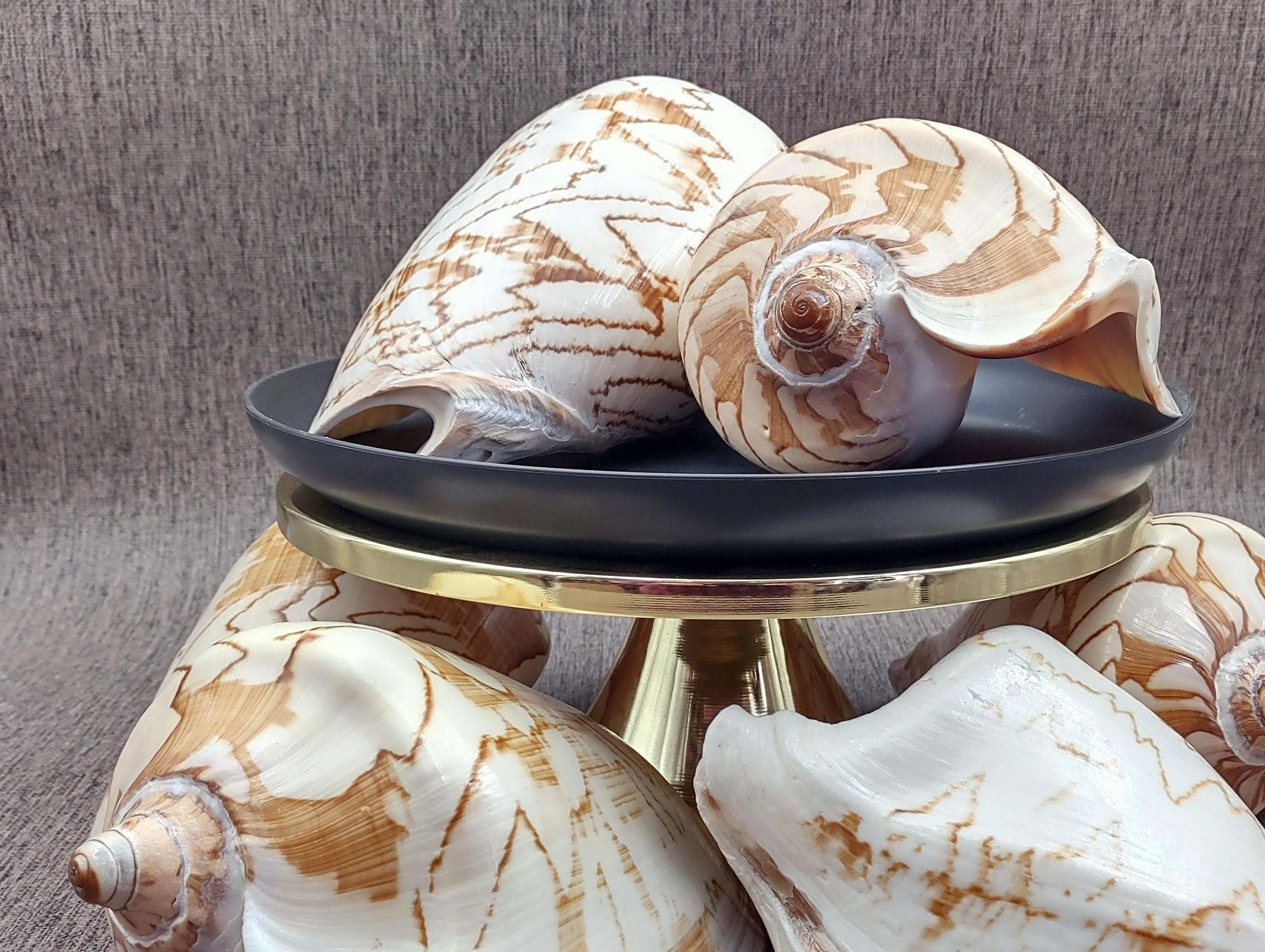 Noble Volute Seashell Voluta Nobilis (1 shell approx. 6+ inches) Great ...