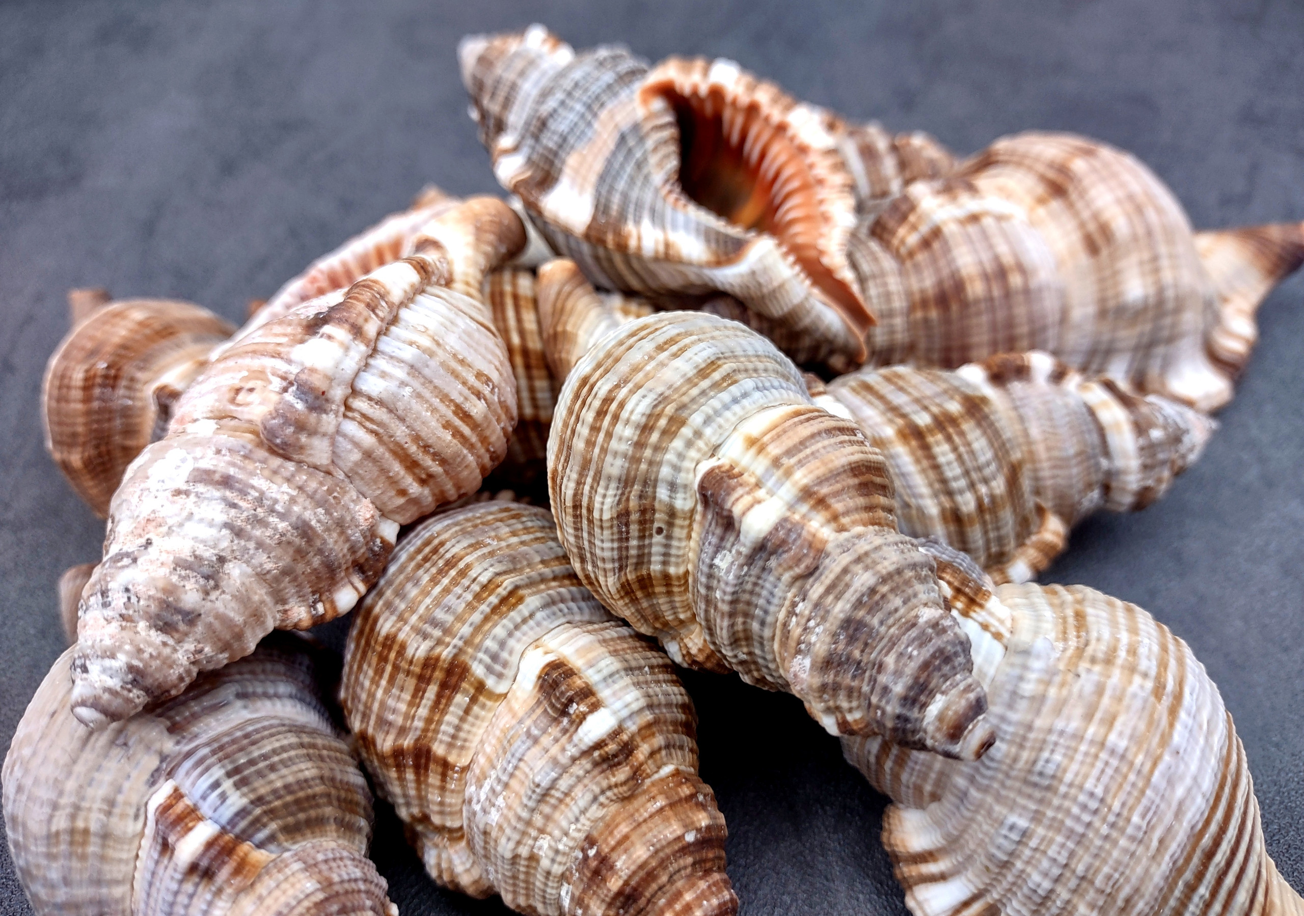 Triton Shells for Sale