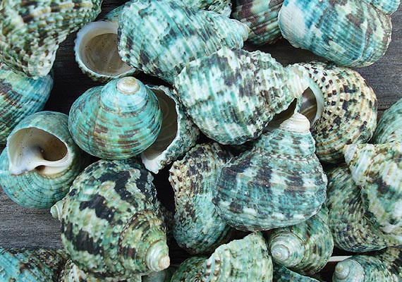 Jade Green Turbo Seashells - Turbo Brunneus - (10 shells approx. 1-2 ...