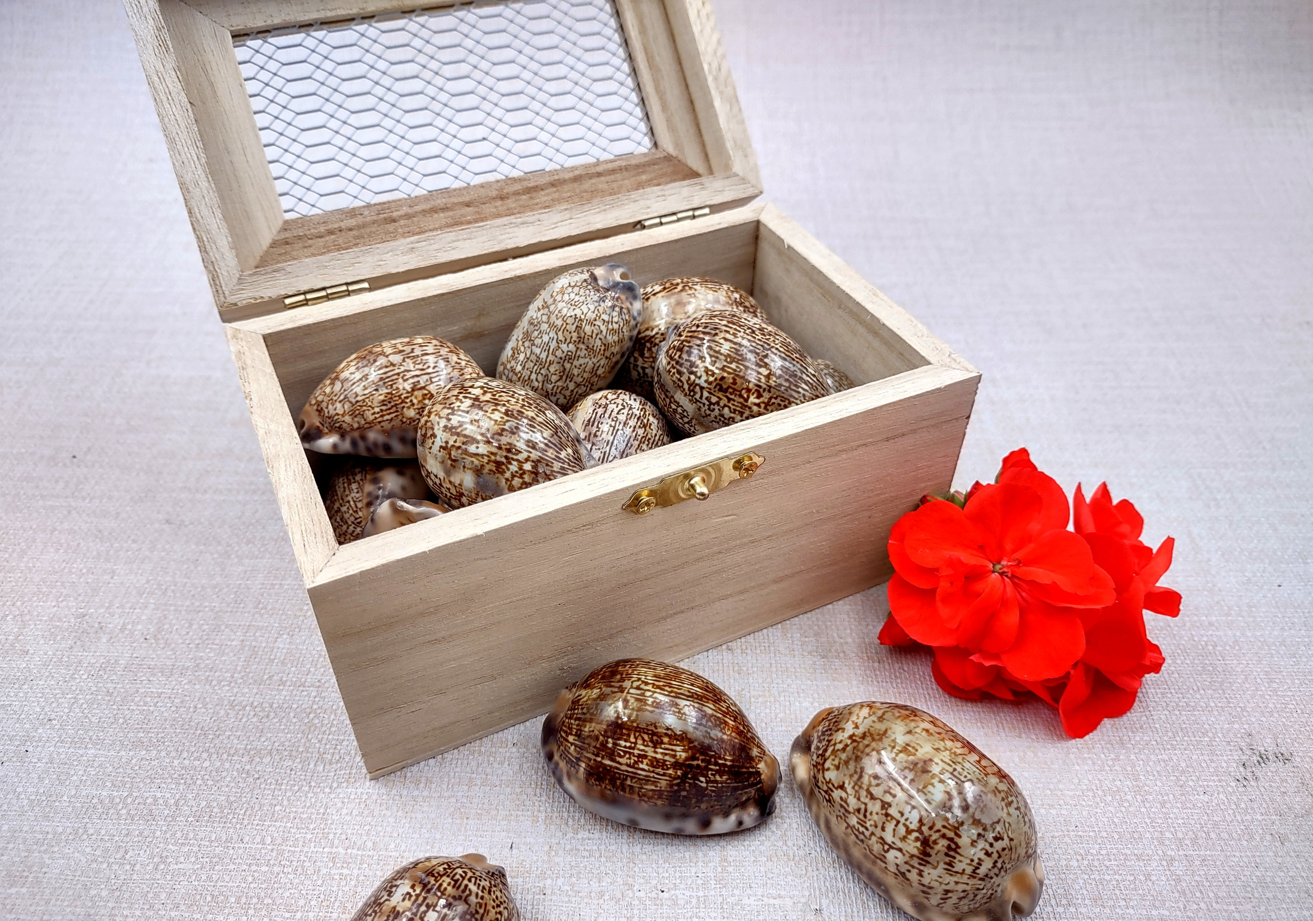 Arabic Cowrie Seashells Cypraea Arabica (5 shells approx. 1.5+ inches ...