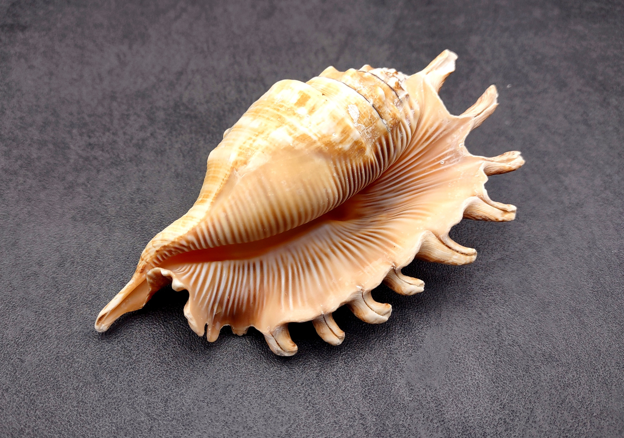 Millipede Conch Seashell Lambis Millepeda (1 shell approx. 4+ inches ...