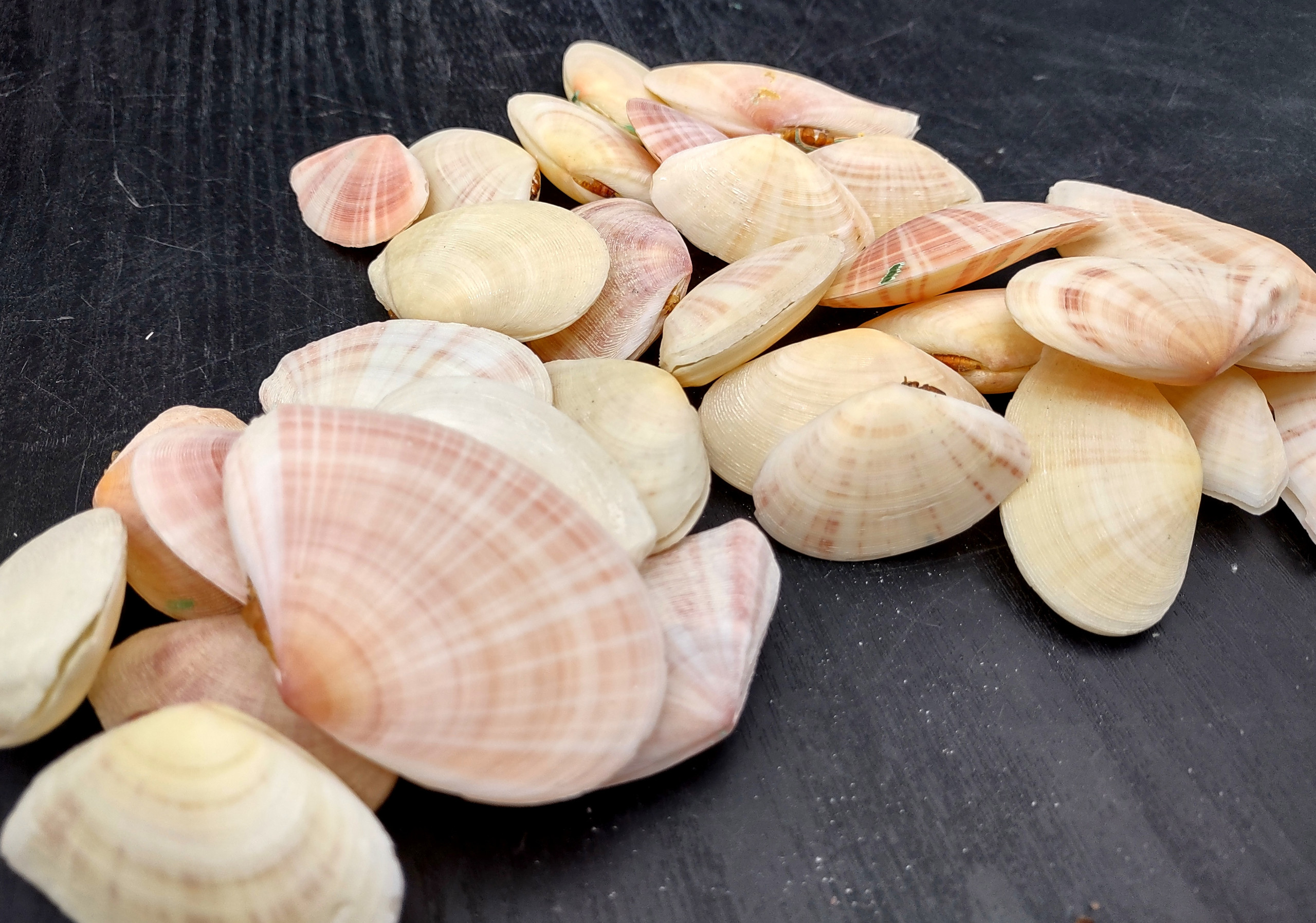 Sunrise Tellin Clam Seashells Tellina Radiata (10 shell pairs approx. 1 ...