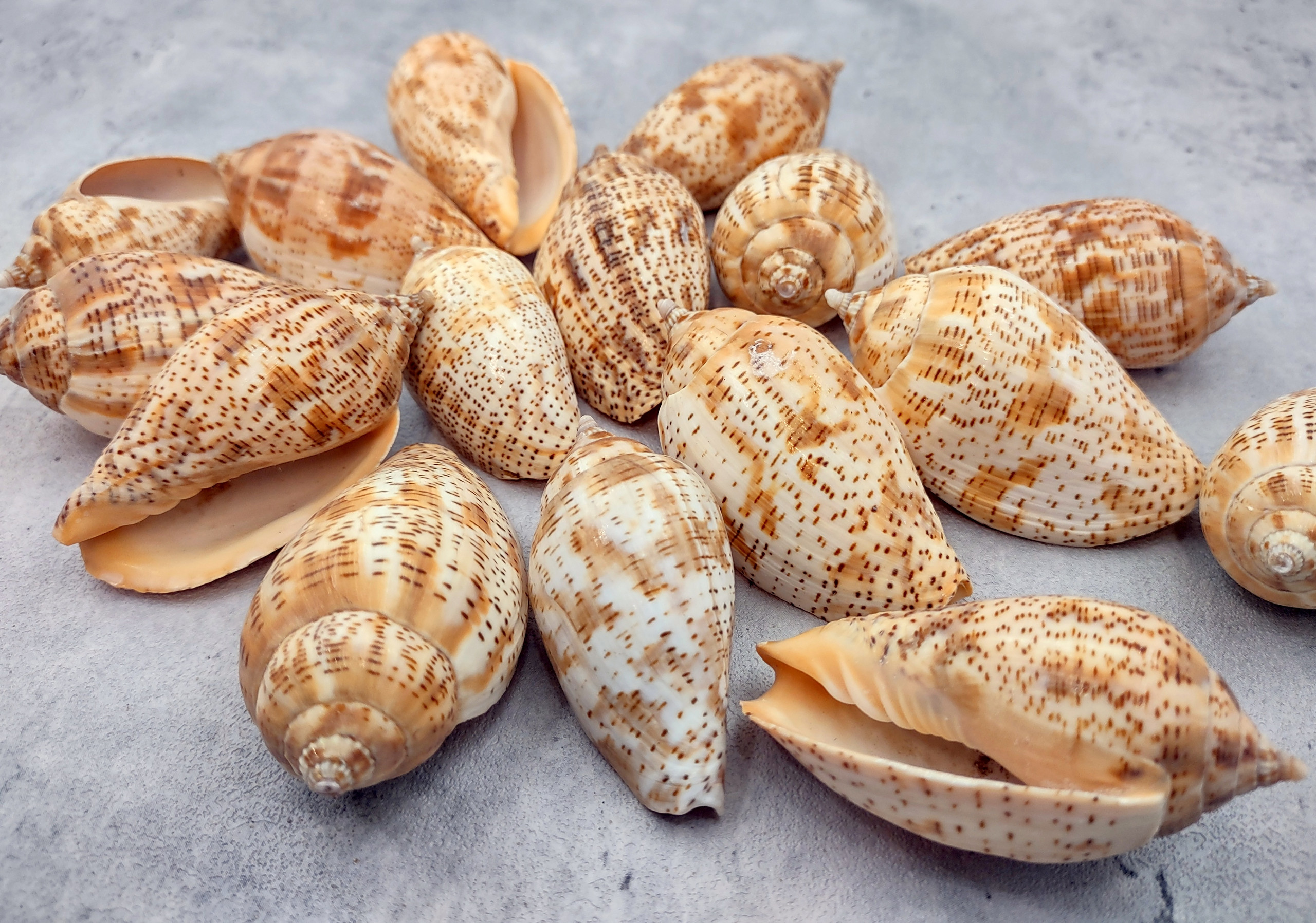 Brown Lined Volute Seashells Harpulina Lapponica (4 shells approx. 2 ...