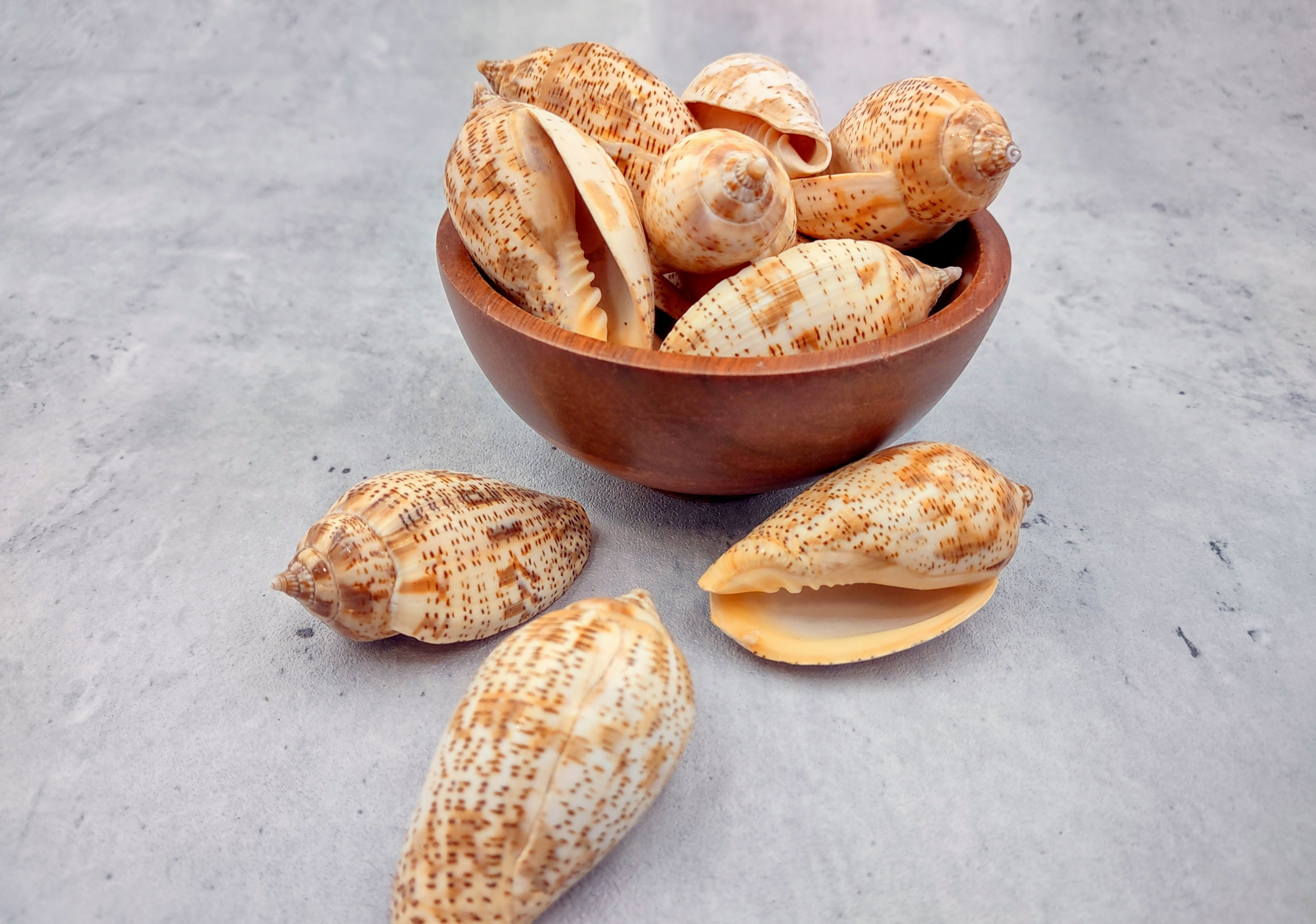 Brown Lined Volute Seashells Harpulina Lapponica (4 shells approx. 2 ...