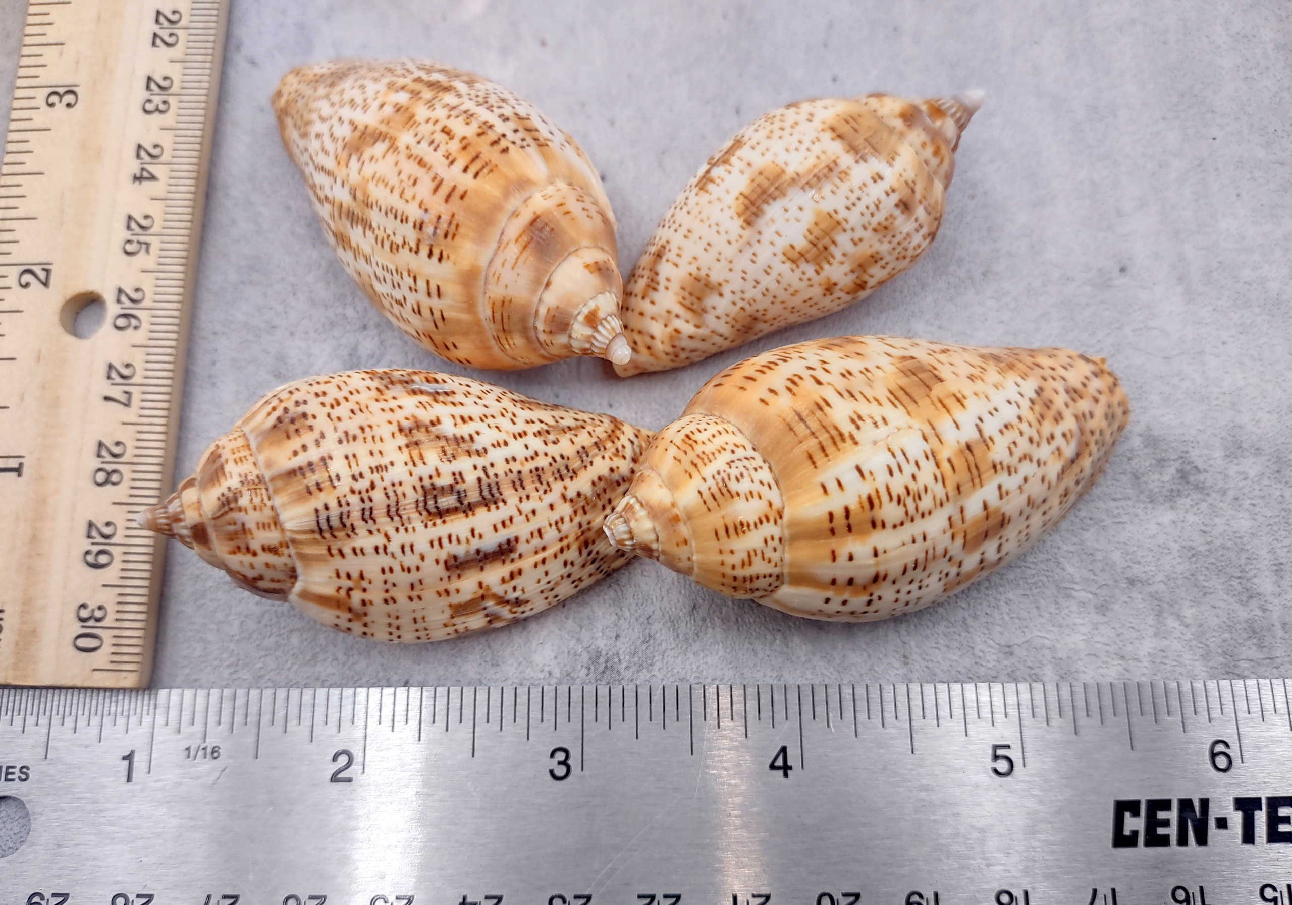 Brown Lined Volute Seashells Harpulina Lapponica (4 shells approx. 2 ...