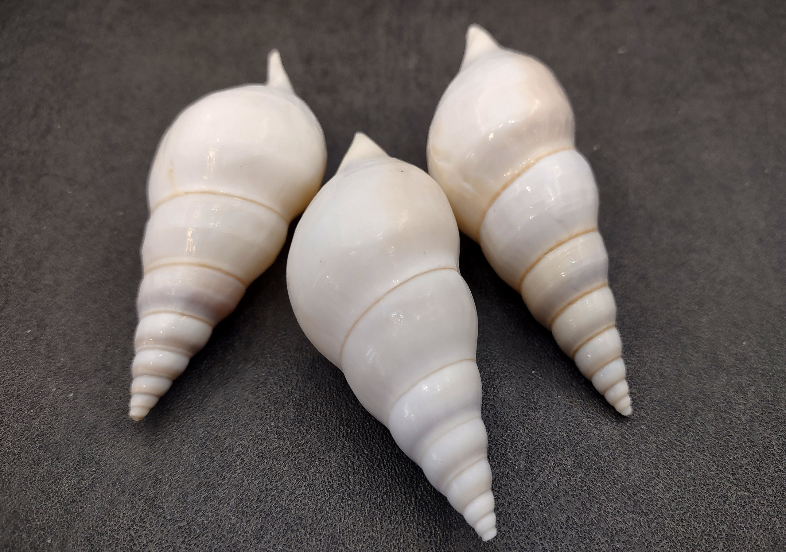 Delicate Tibia Seashell Tibia Delicatula (3 shells approx. 3+ inches ...