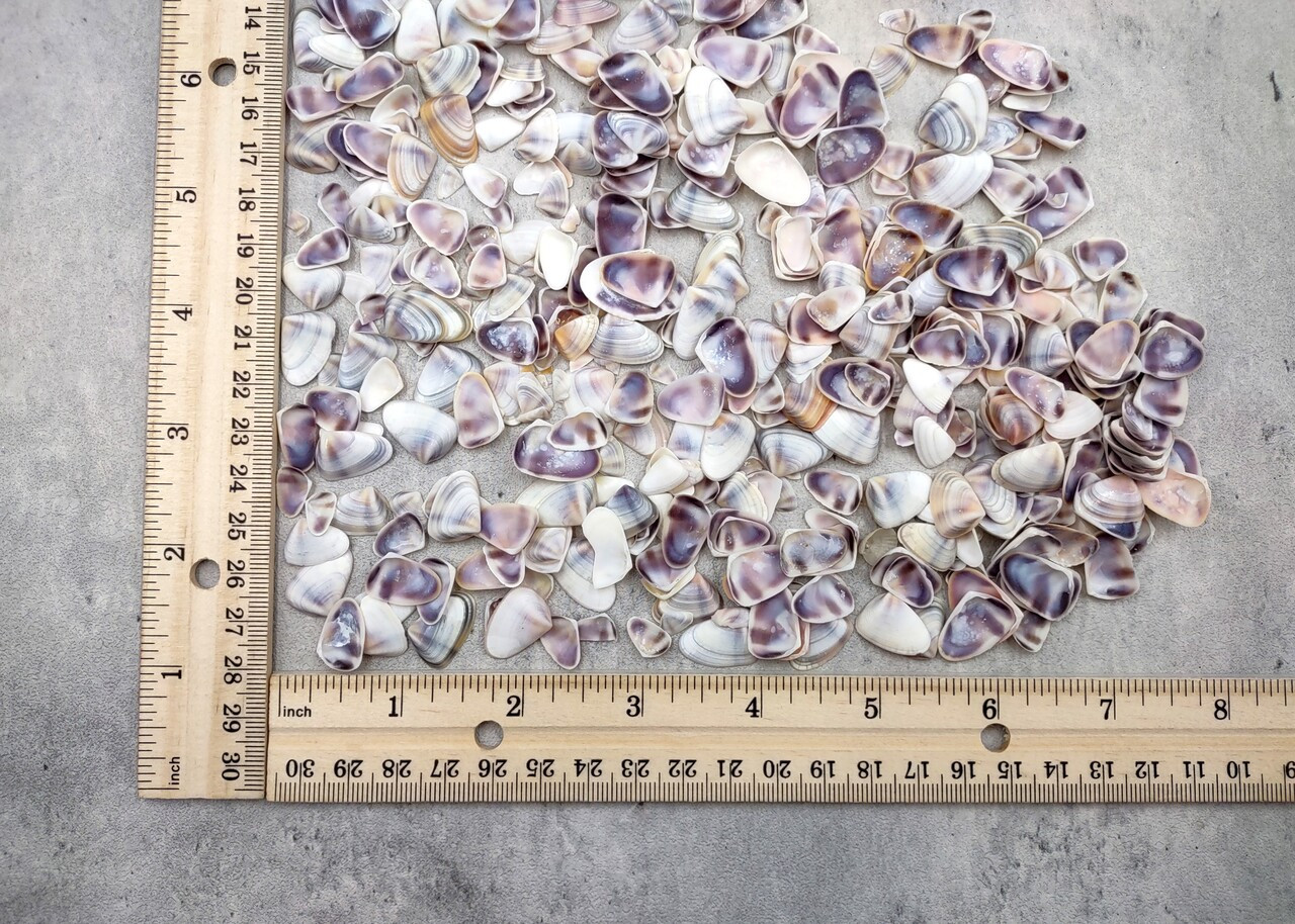 Coquina Clam Seashells Blue Violet Donax Variabilis (approx. half cup ...