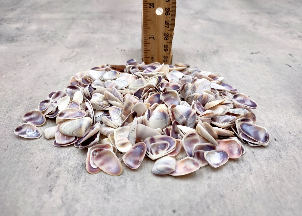 Coquina Clam Seashells Blue Violet Donax Variabilis (approx. half cup ...