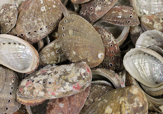 abalone shells for sale - seashellsupply.com