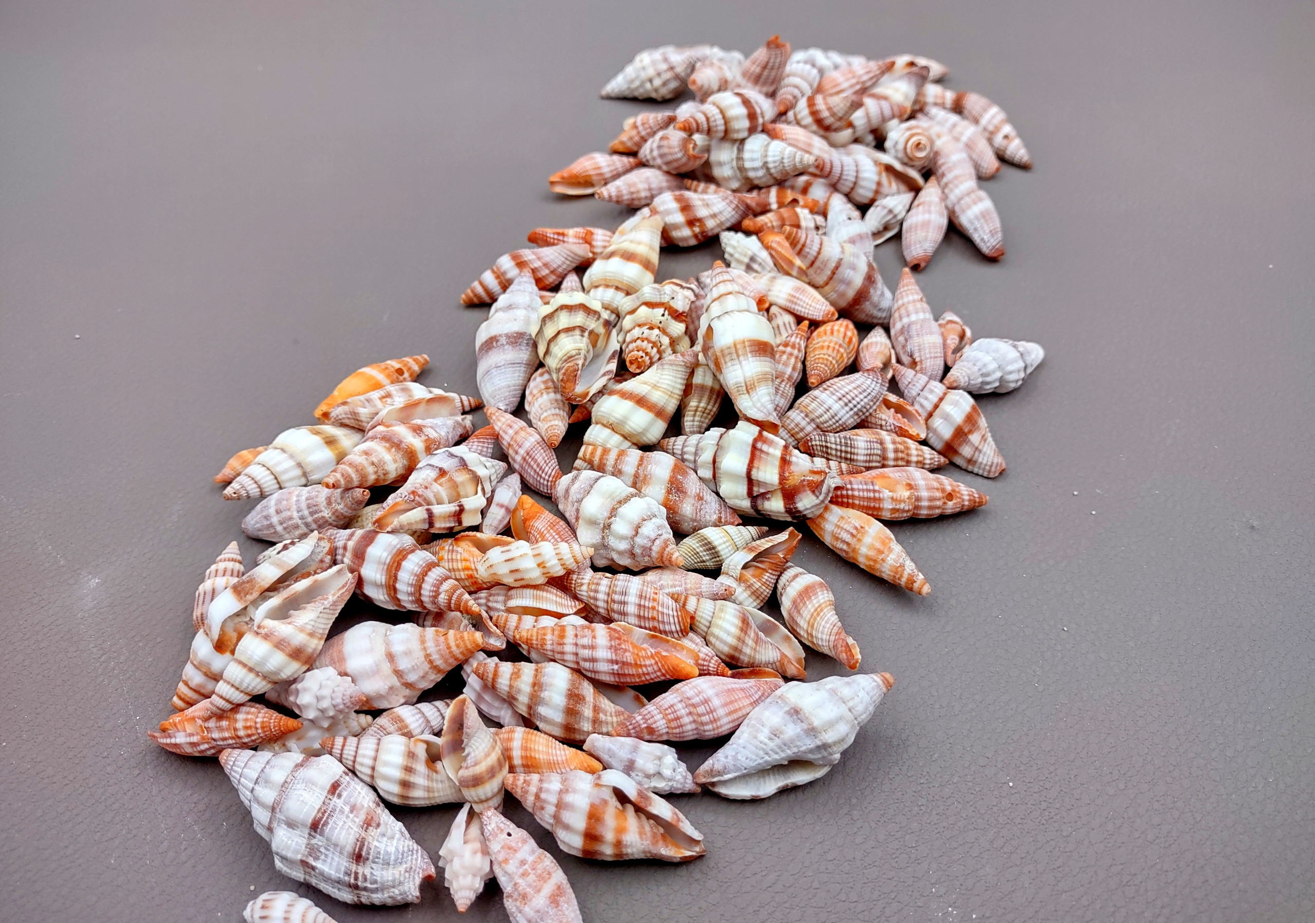 Assorted Miter Seashell Mix Orange Brown Striped (approx. third cup ...