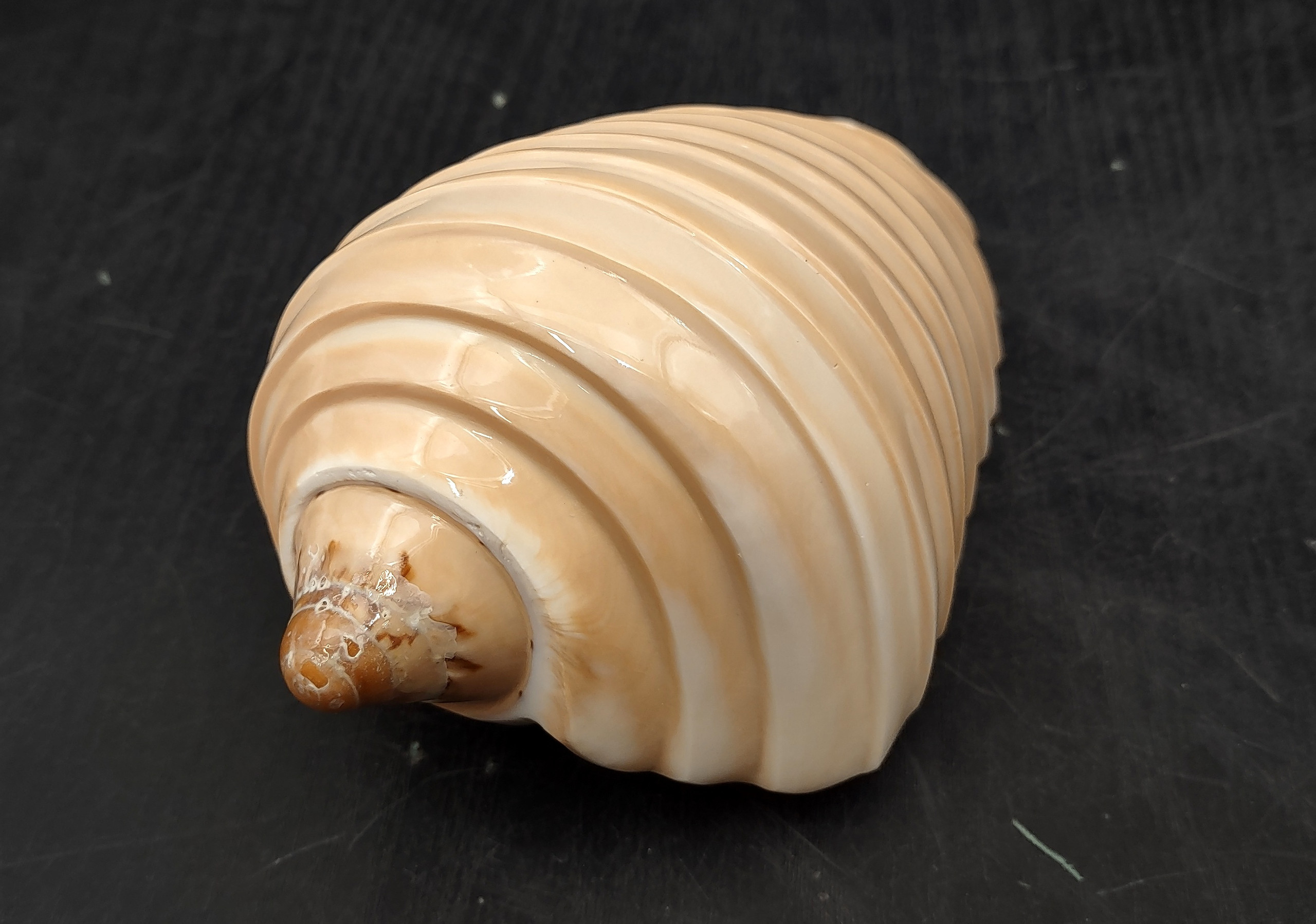 Noble Volute Seashell Banded Polished Voluta Nobilis (1 shell approx. 5 ...