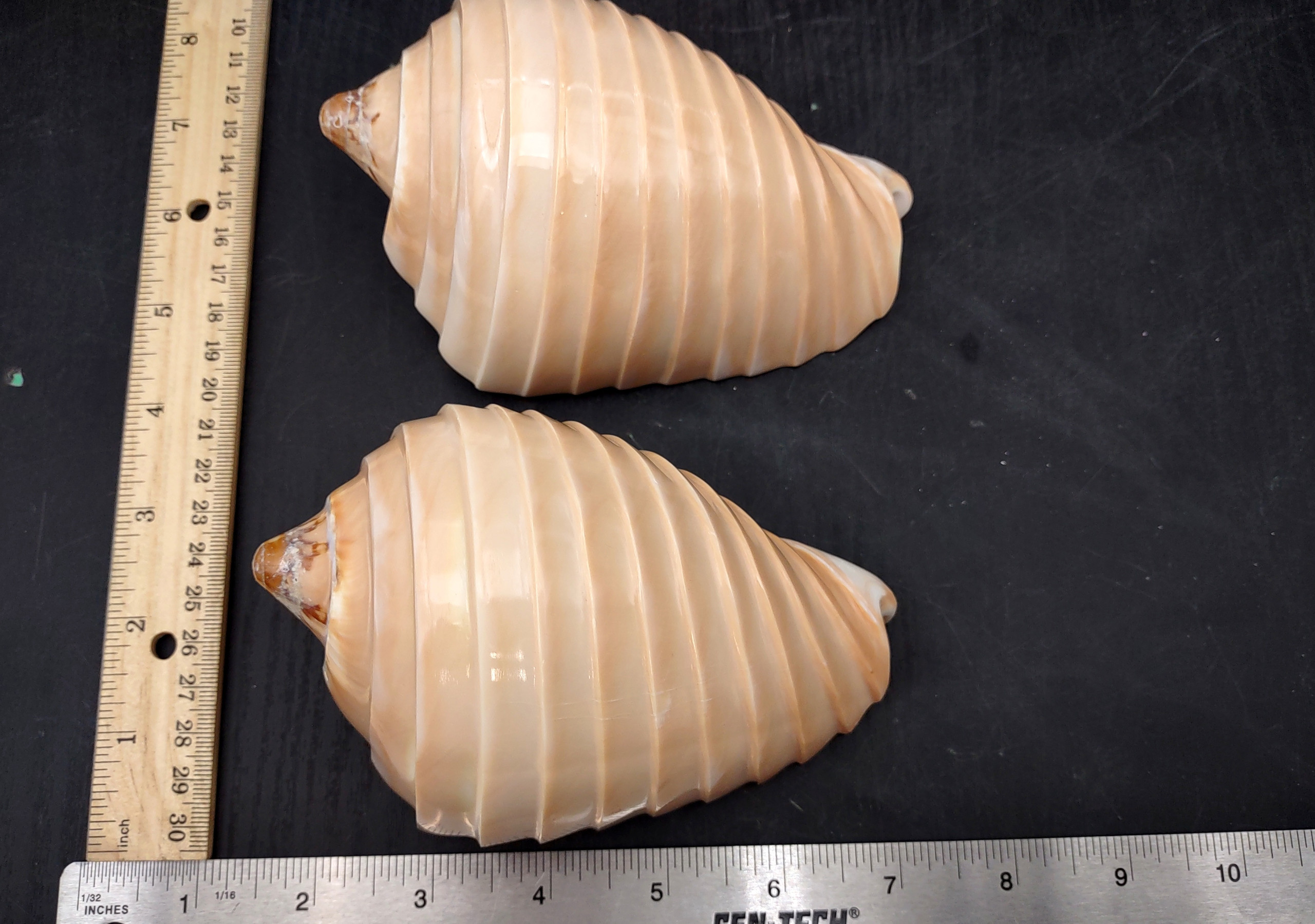 Noble Volute Seashell Banded Polished Voluta Nobilis (1 shell approx. 5 ...
