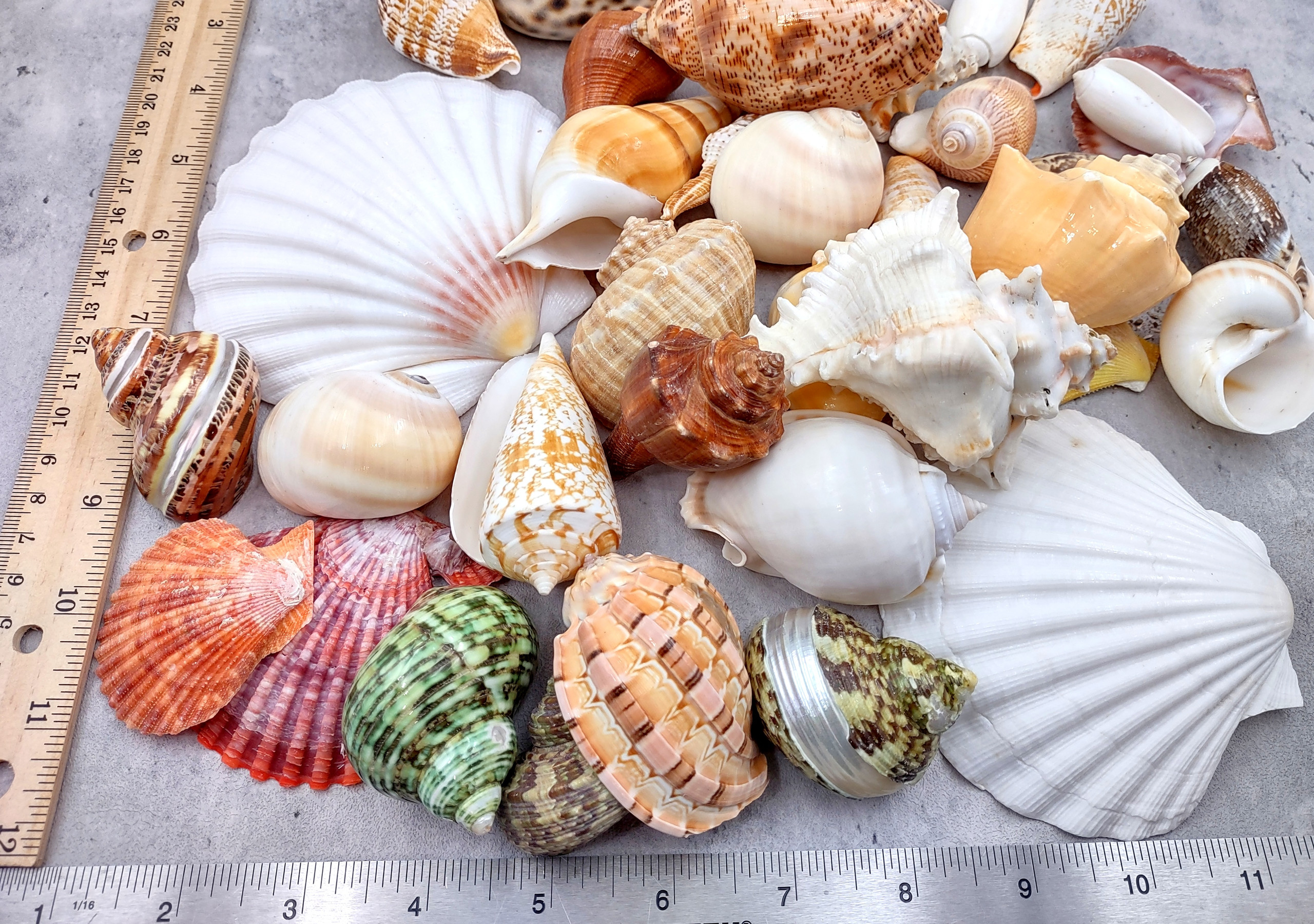 Large Seashell Assorted Ocean Bulk Mix (approx. 1 kilogram 1-3+ inches ...