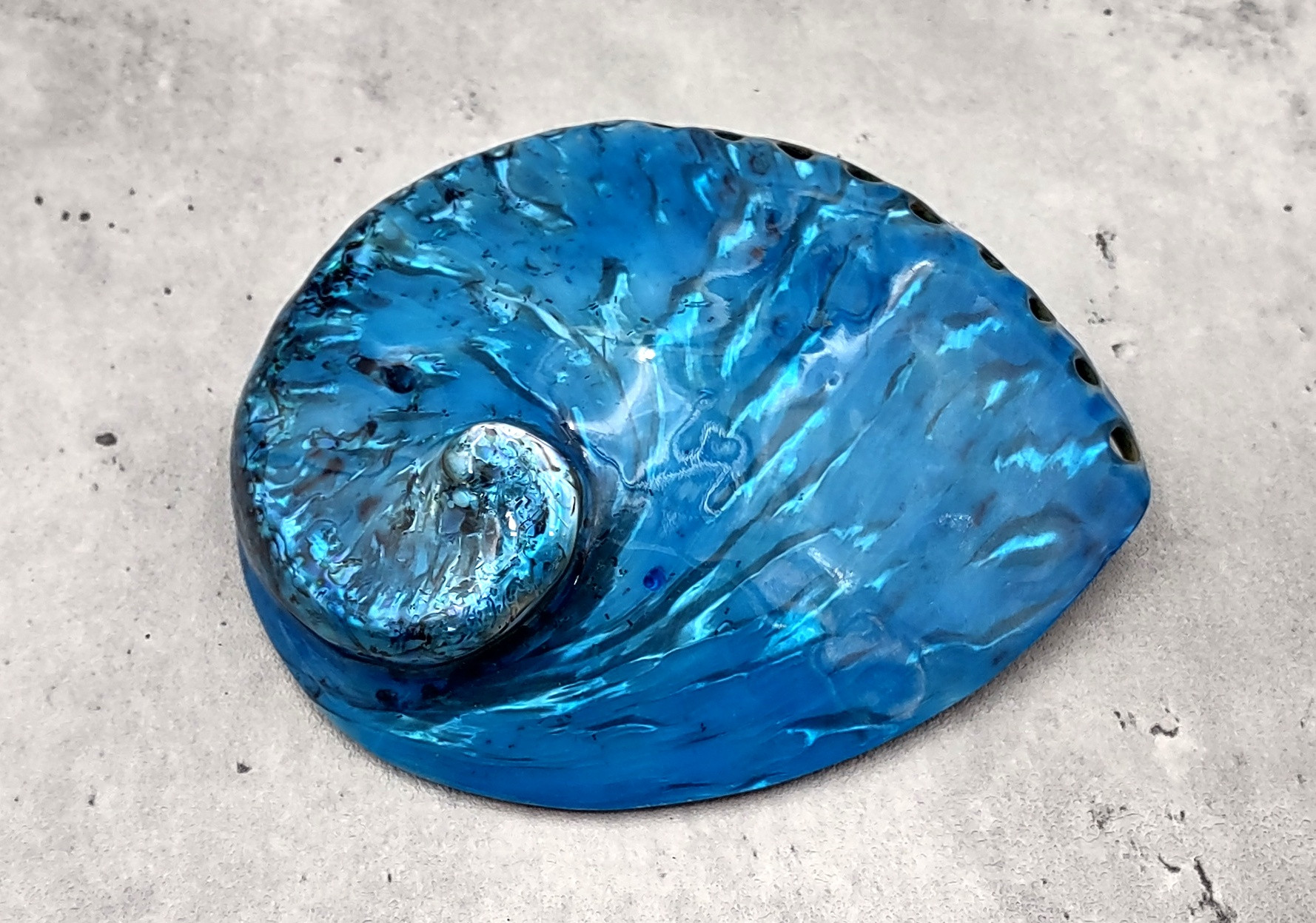 Polished Blue Dyed Abalone Midas Seashell Haliotis Midae (1 shell ...