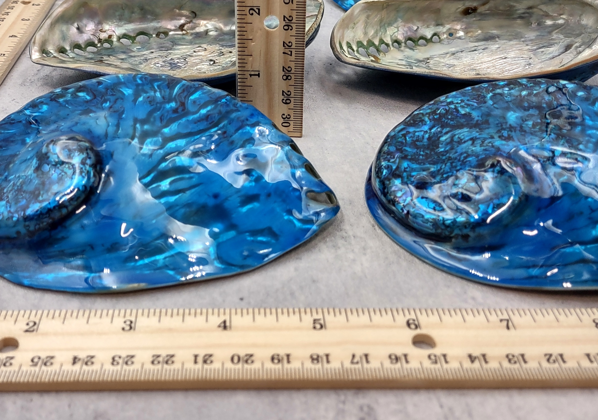 Polished Blue Dyed Abalone Midas Seashell Haliotis Midae (1 shell ...