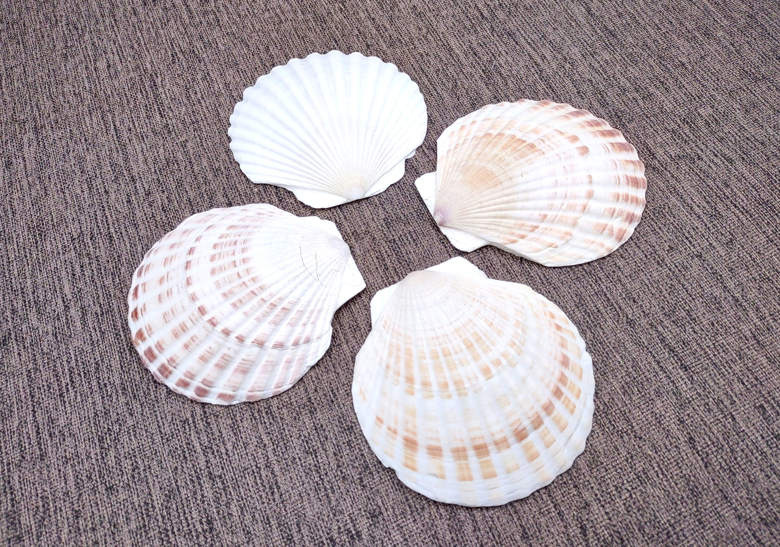 Irish Deep Baking Scallop Seashells Pecten Yessoensis (4 shells approx ...