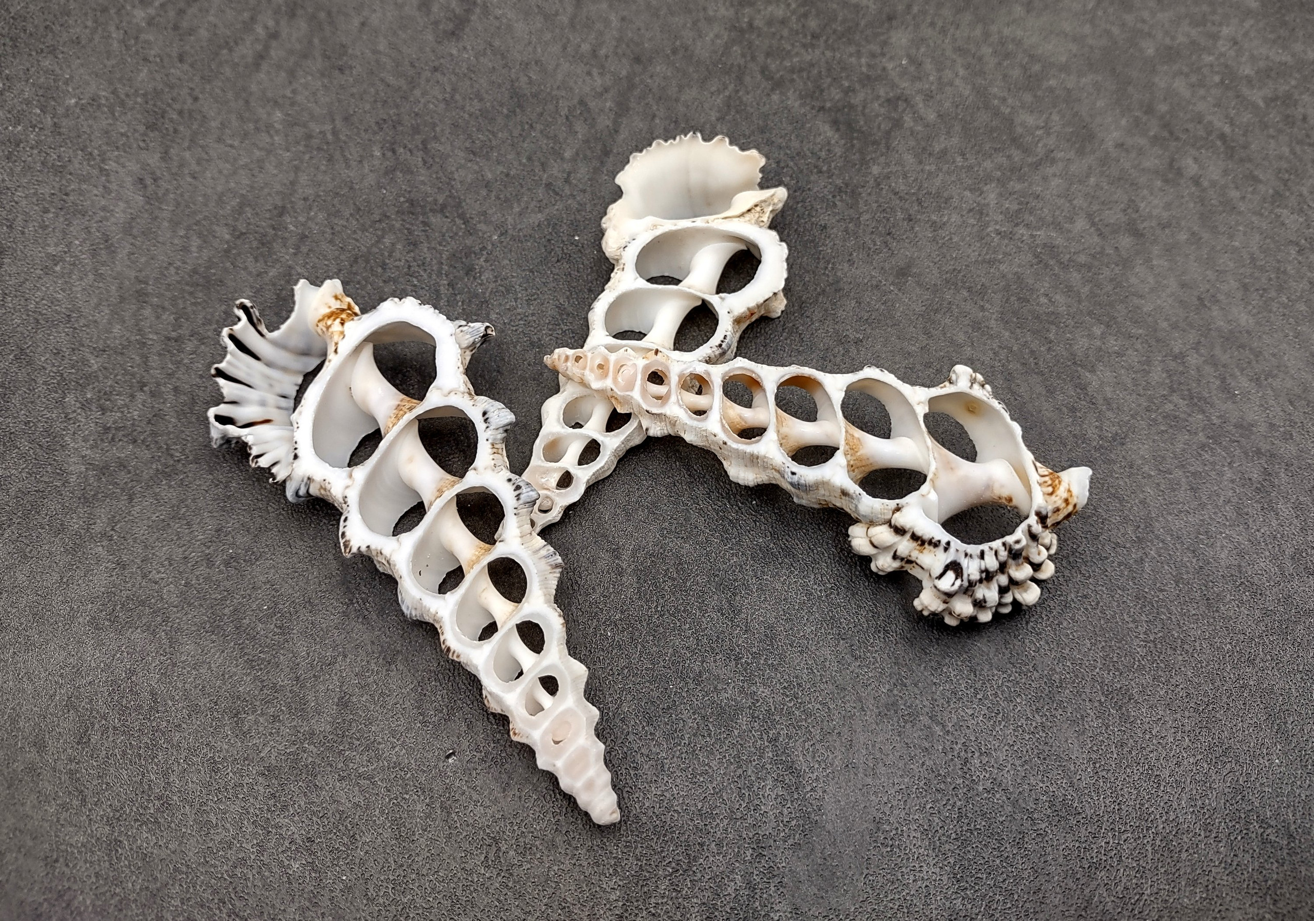 sliced/center cut seashells for sale - seashellsupply.com