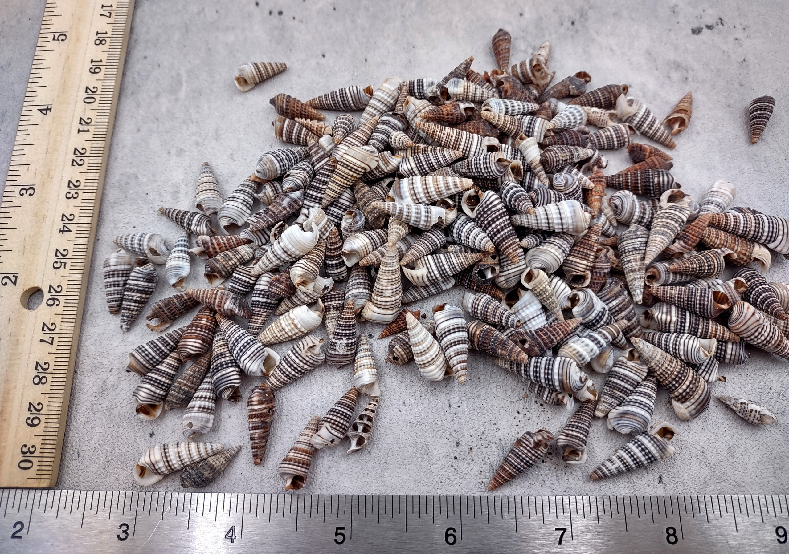 Channeled Cerith Seashells Cerithium Molniferus (approx. half cup 180 ...