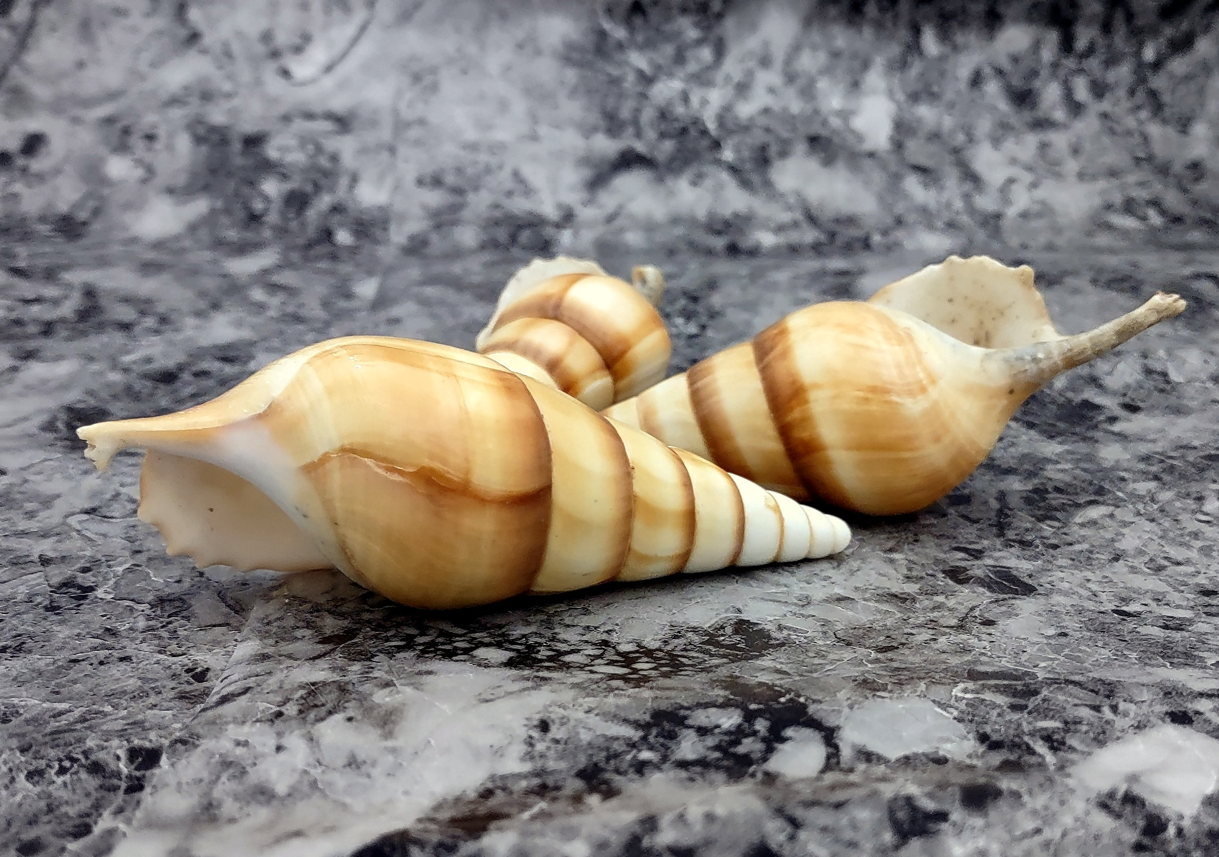 Arabian Tibia Curta Conch Seashell Tibia Insulaechorab (3 shells approx ...