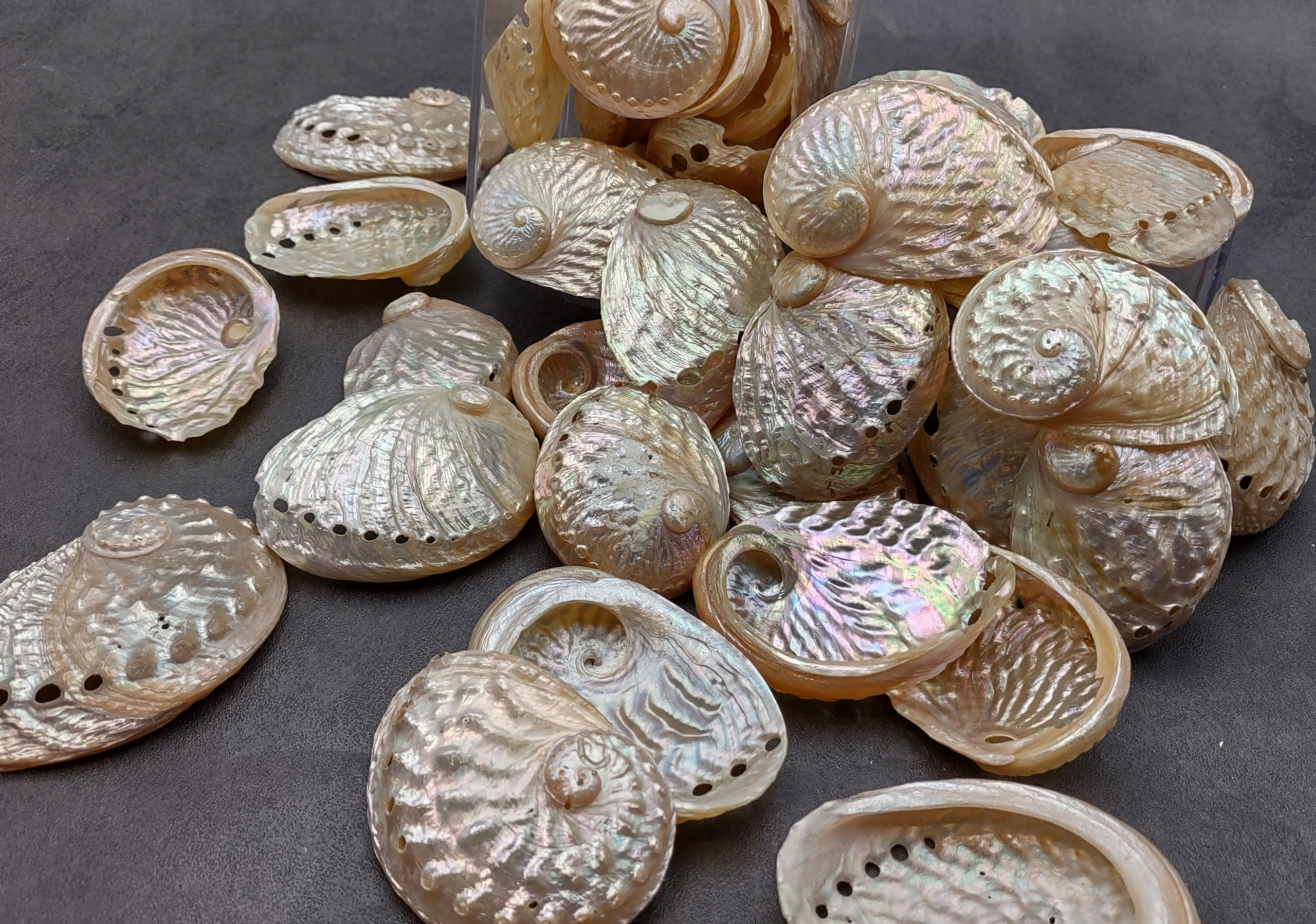 Pearled Oval Abalone Seashells Haliotis Ovina (3 shells approx. 2.25-2. ...