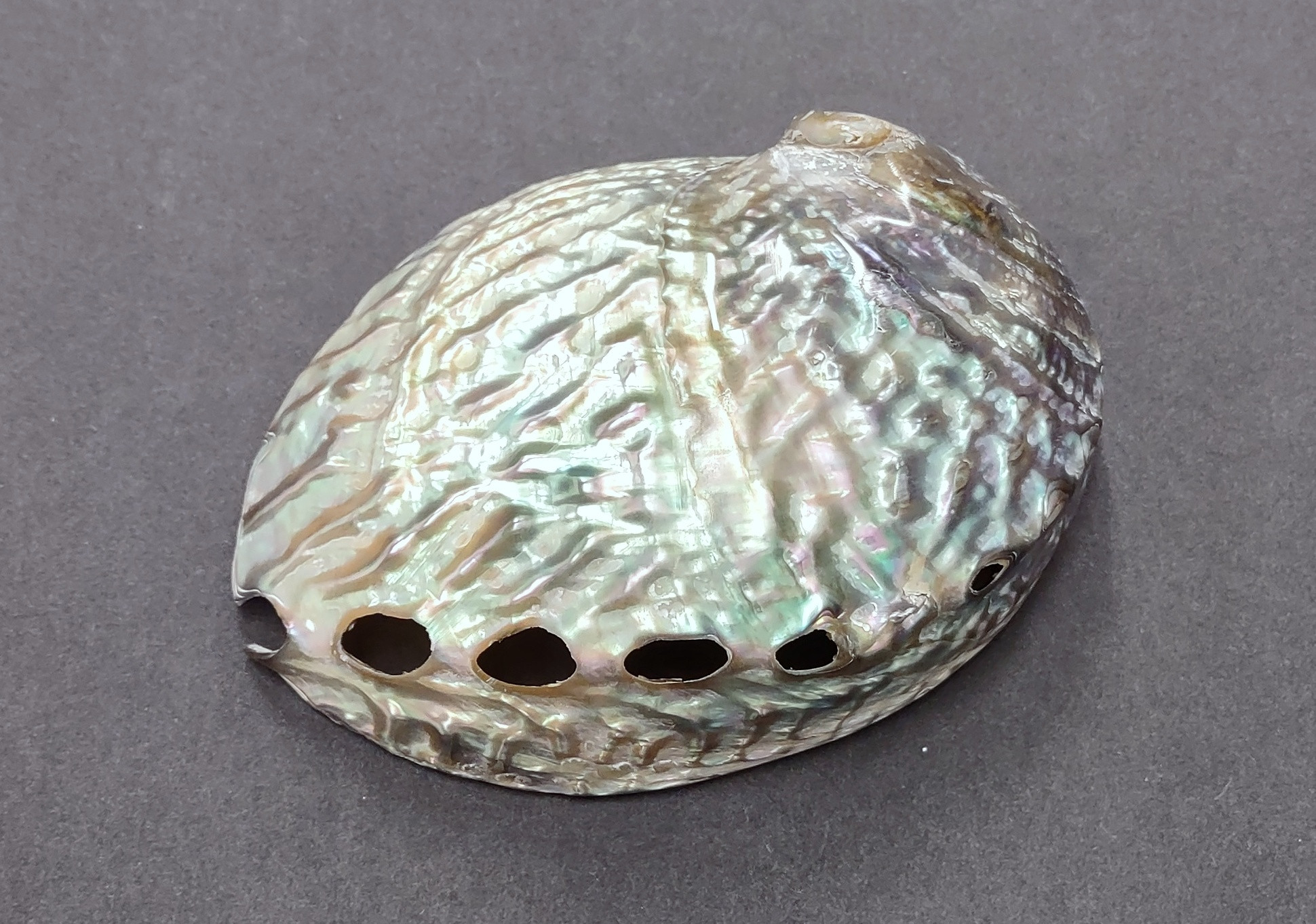 abalone shells for sale - seashellsupply.com