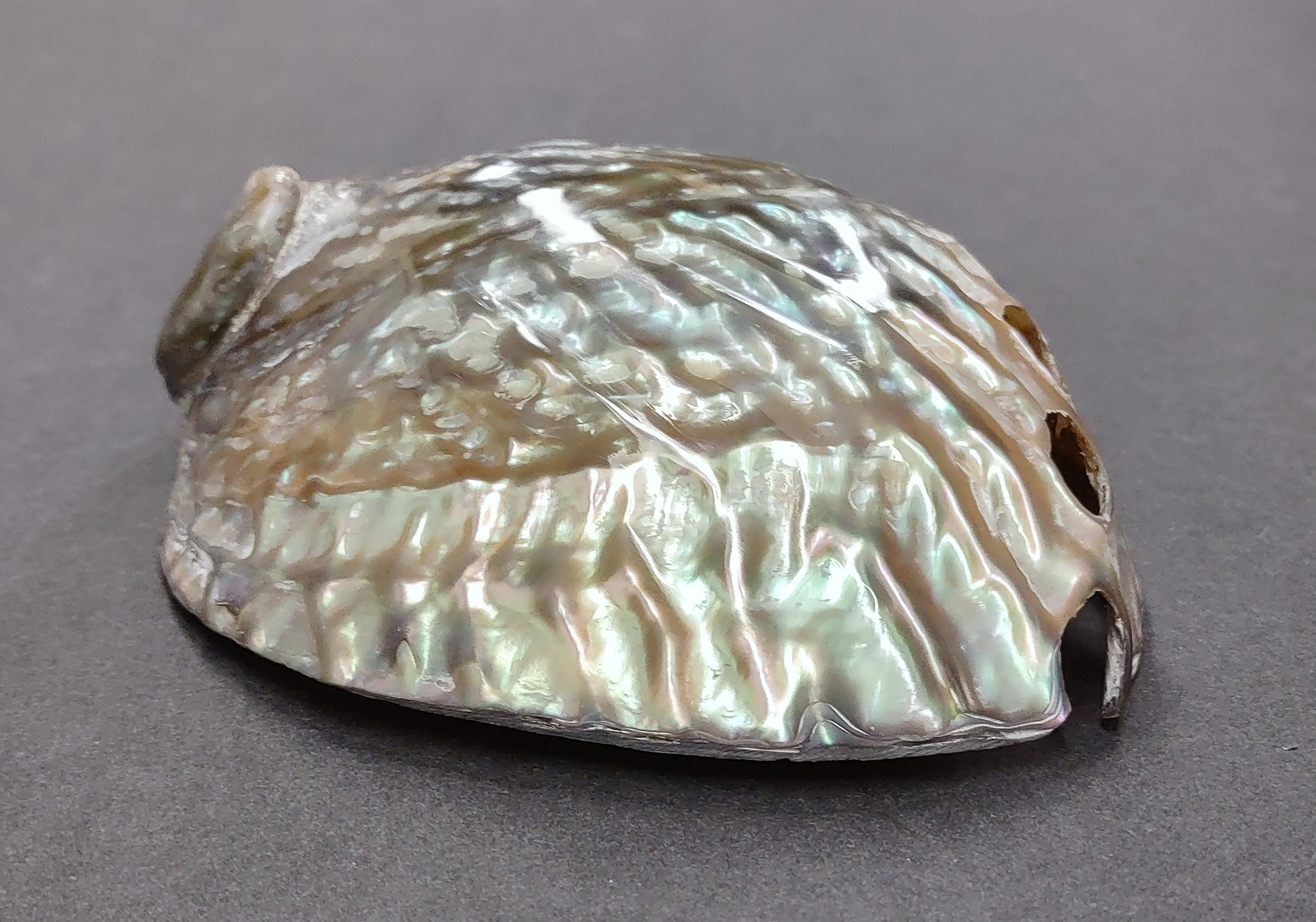 Polished Pink Abalone - Haliotis Corrugata - (1 shell 5-6 inches)