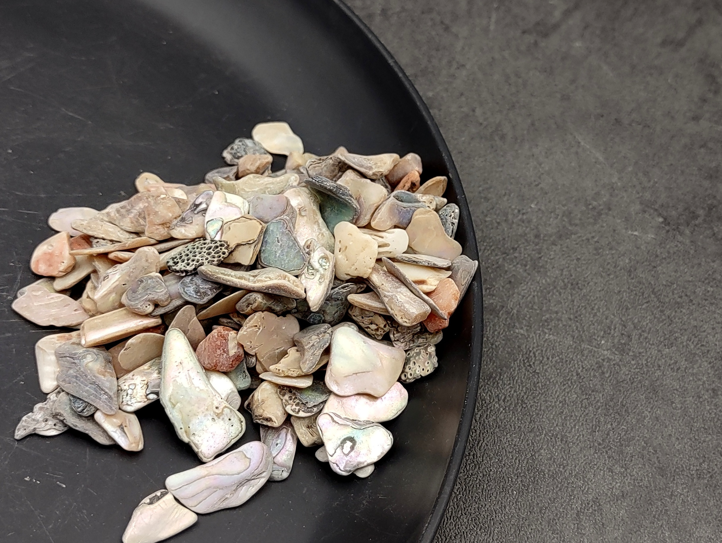 Abalone Seashell Chips (0.25 cup approx. 180+ chips 0.25+ inches ...