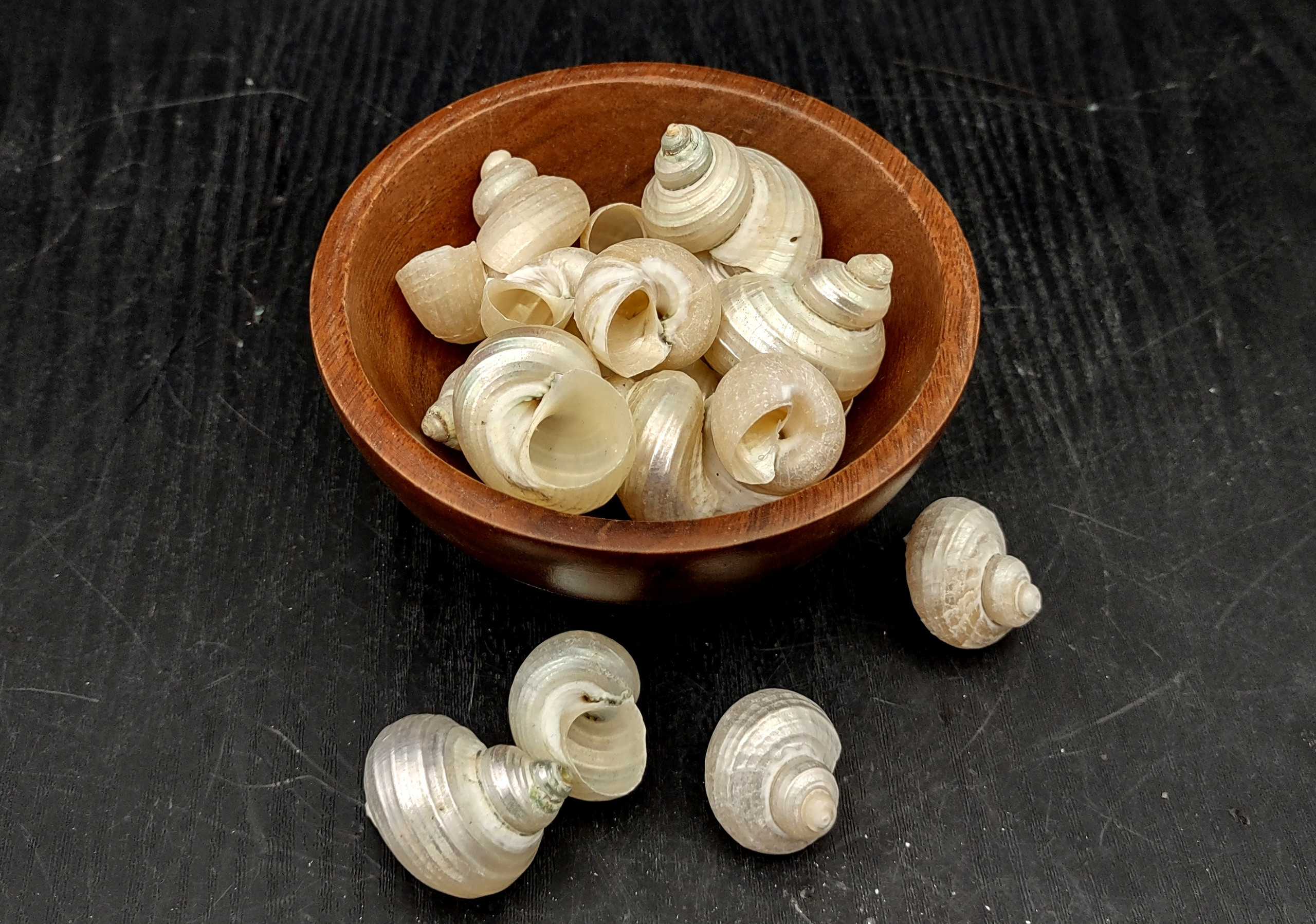 Pearlized Turbo Seashells (10 shells approx. 0.75+ inches) Neat shells ...