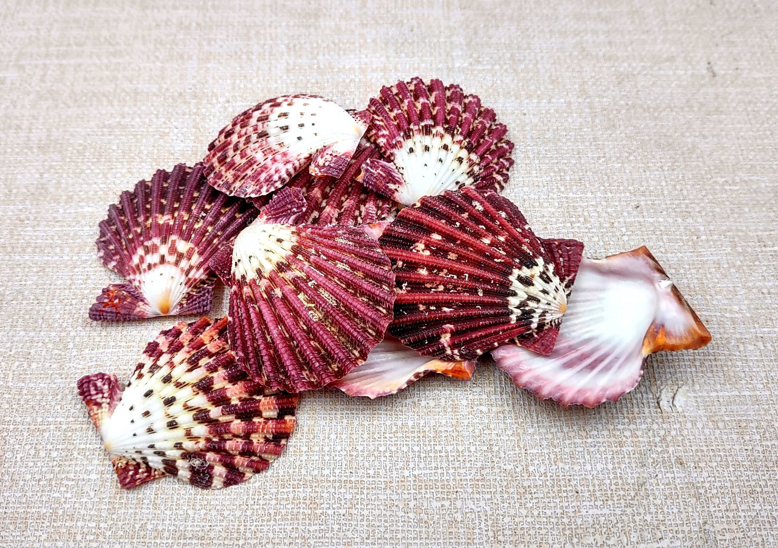 Royal Cloak Scallop Seashells Red Purple Pecten Pallium (10 shells ...