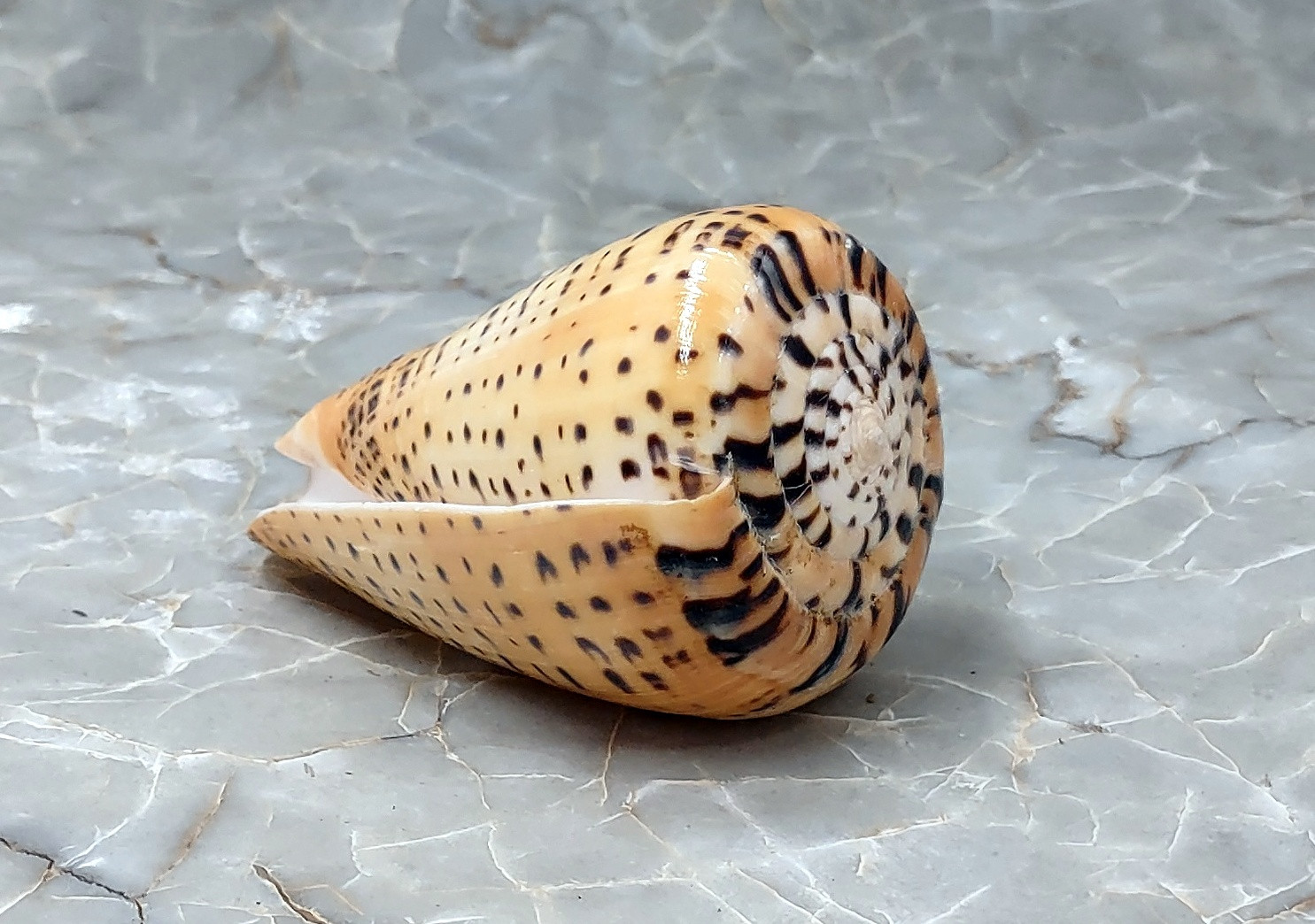 Cone Shells of Many Designs and Sizes - seashellsupply.com