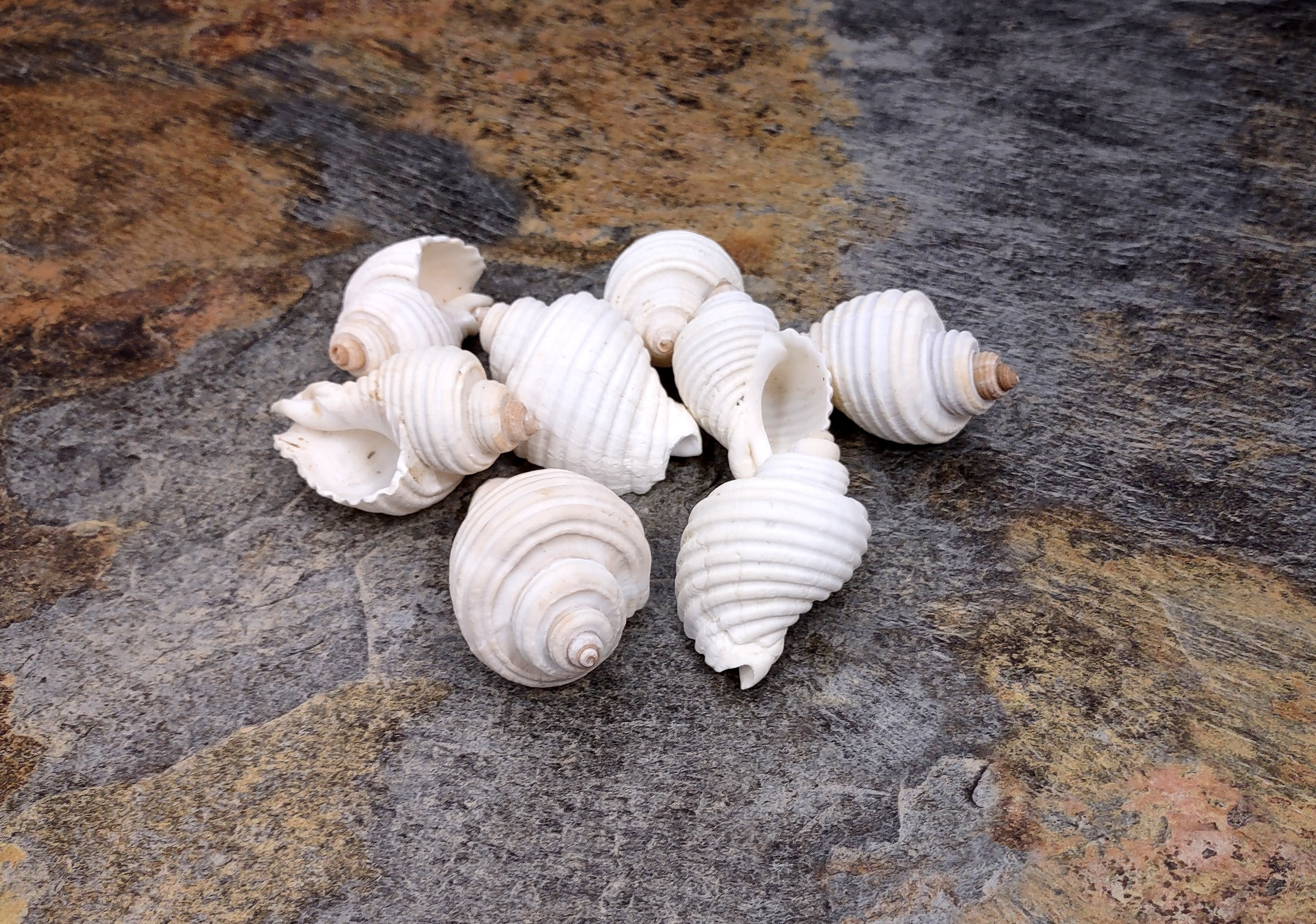 Groovy White Seashells Macron Aethiops (8 shells approx. 2+ inches ...