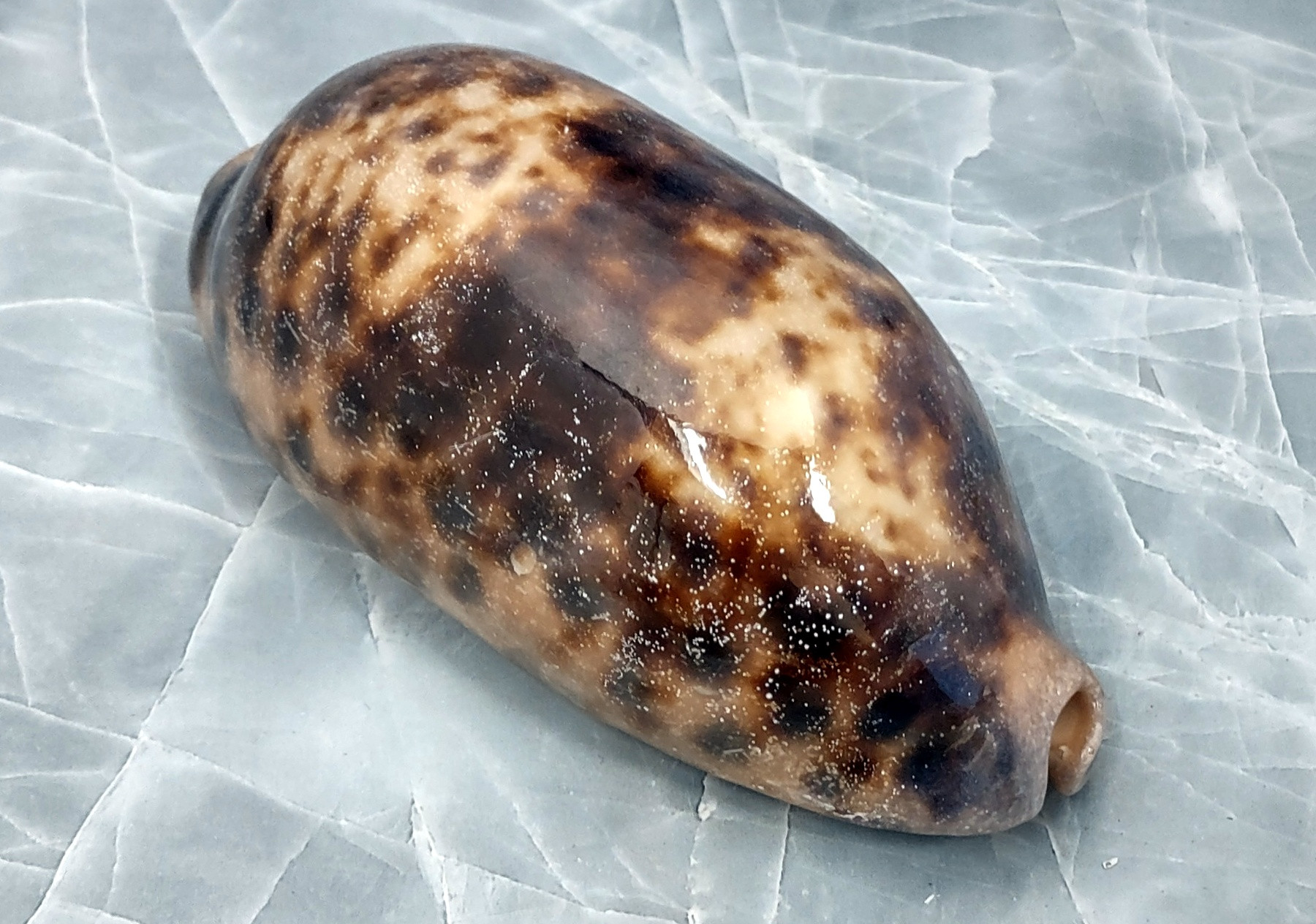 Tortoise Cowrie Seashell Cypraea Testudinaria (1 shell approx. 4 ...