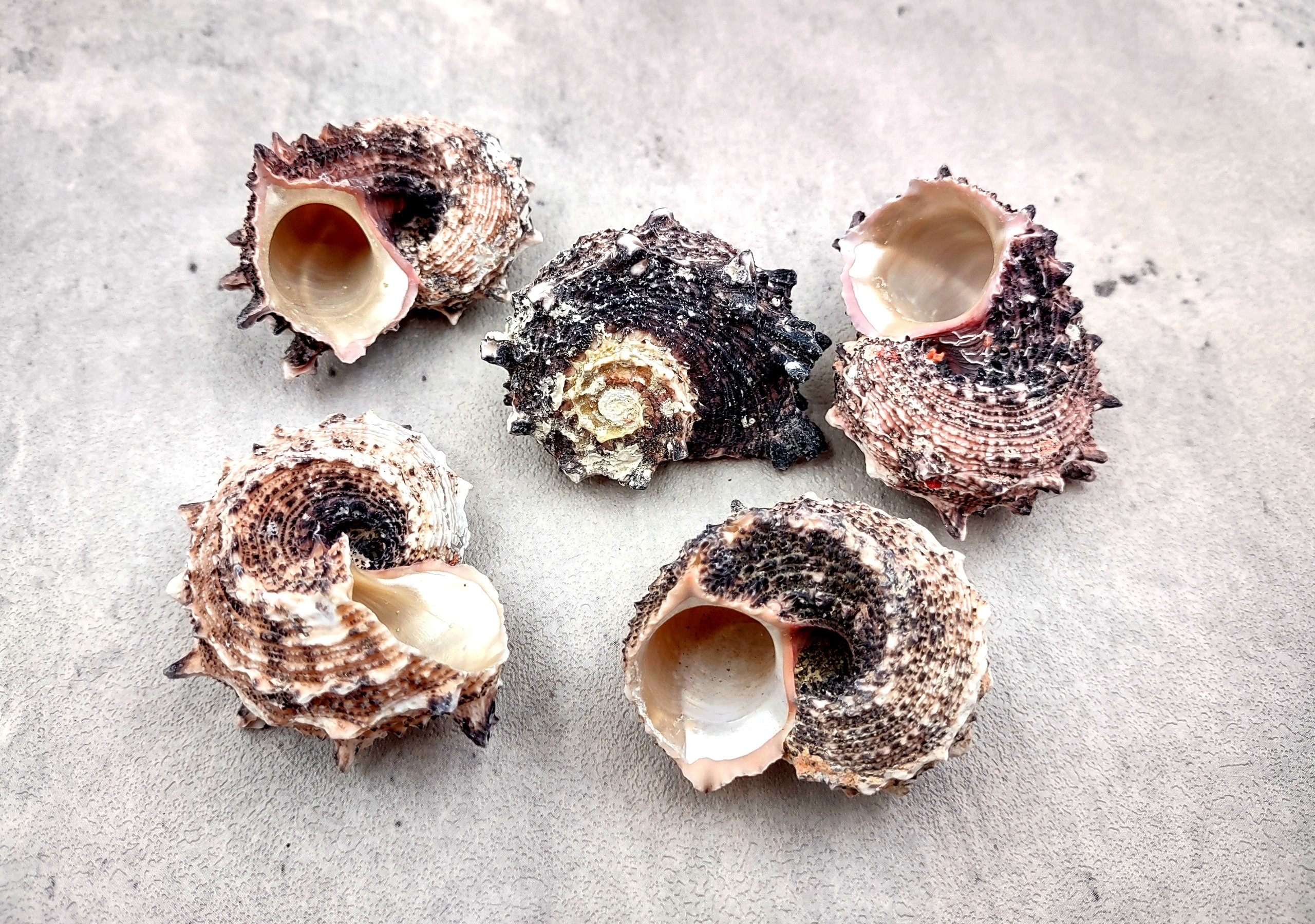 Dolphin Seashells Spiral Pink Black Angaria Delphinus (5 shells approx ...