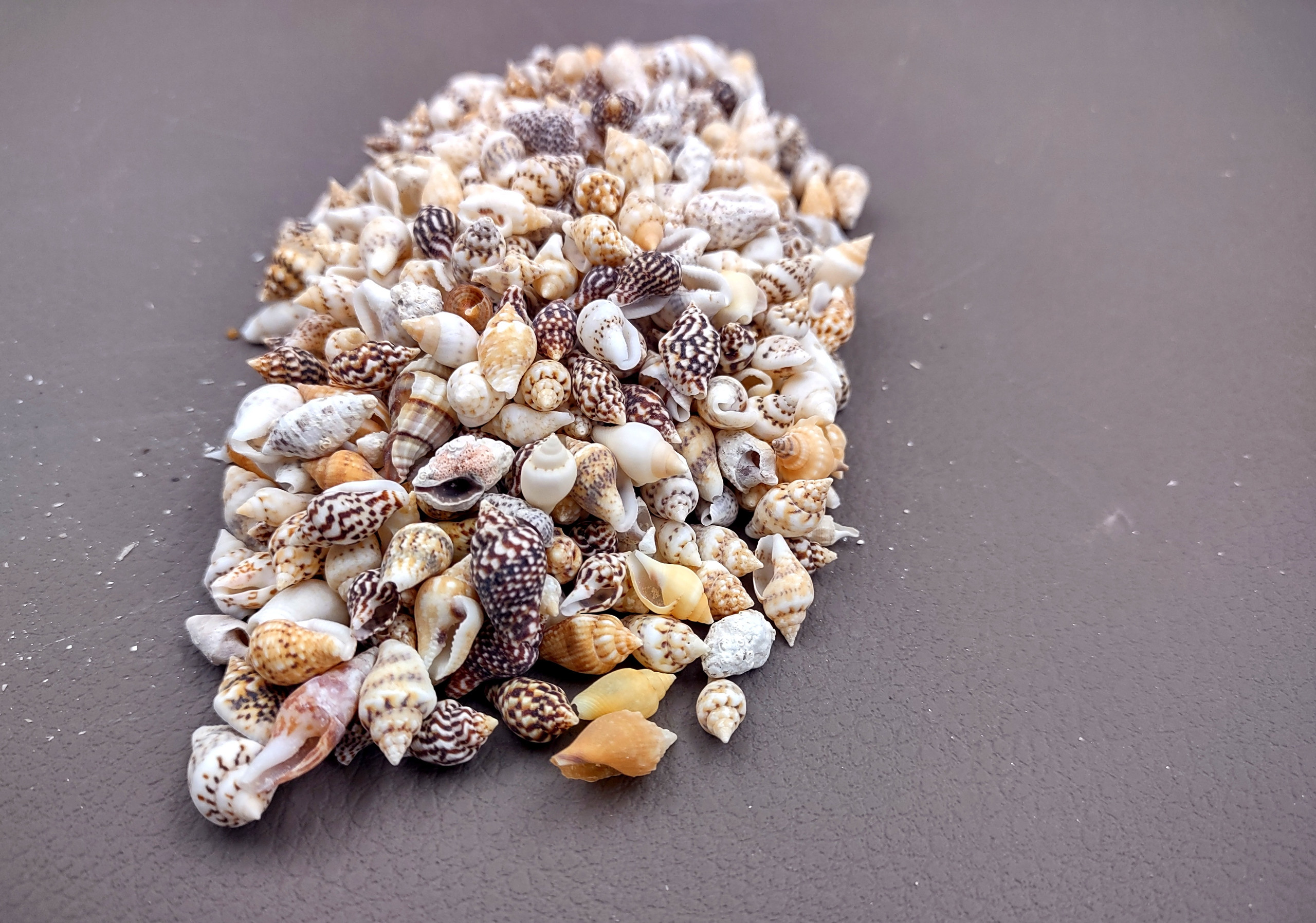 Dove Seashells Euplica Festiva (approx. half cup 230+ shells approx. 0. ...