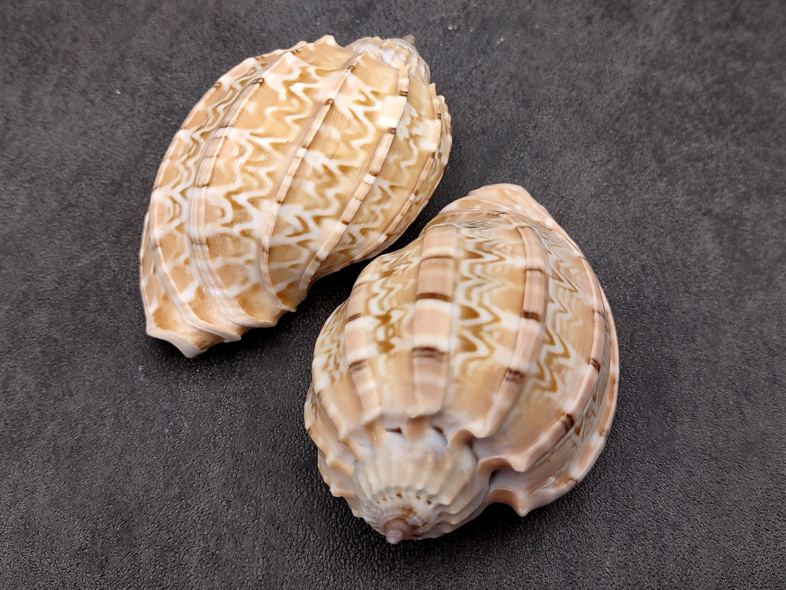 Categories - Page 28 - Sea Shell Supply