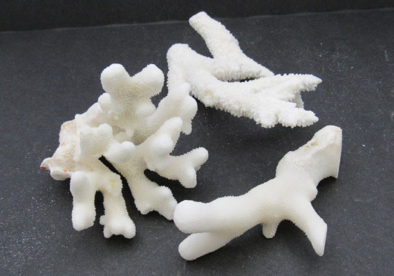 Red Pipe Organ Coral - Tubipora Musica - (1 Coral Approx. 3-4 inches)